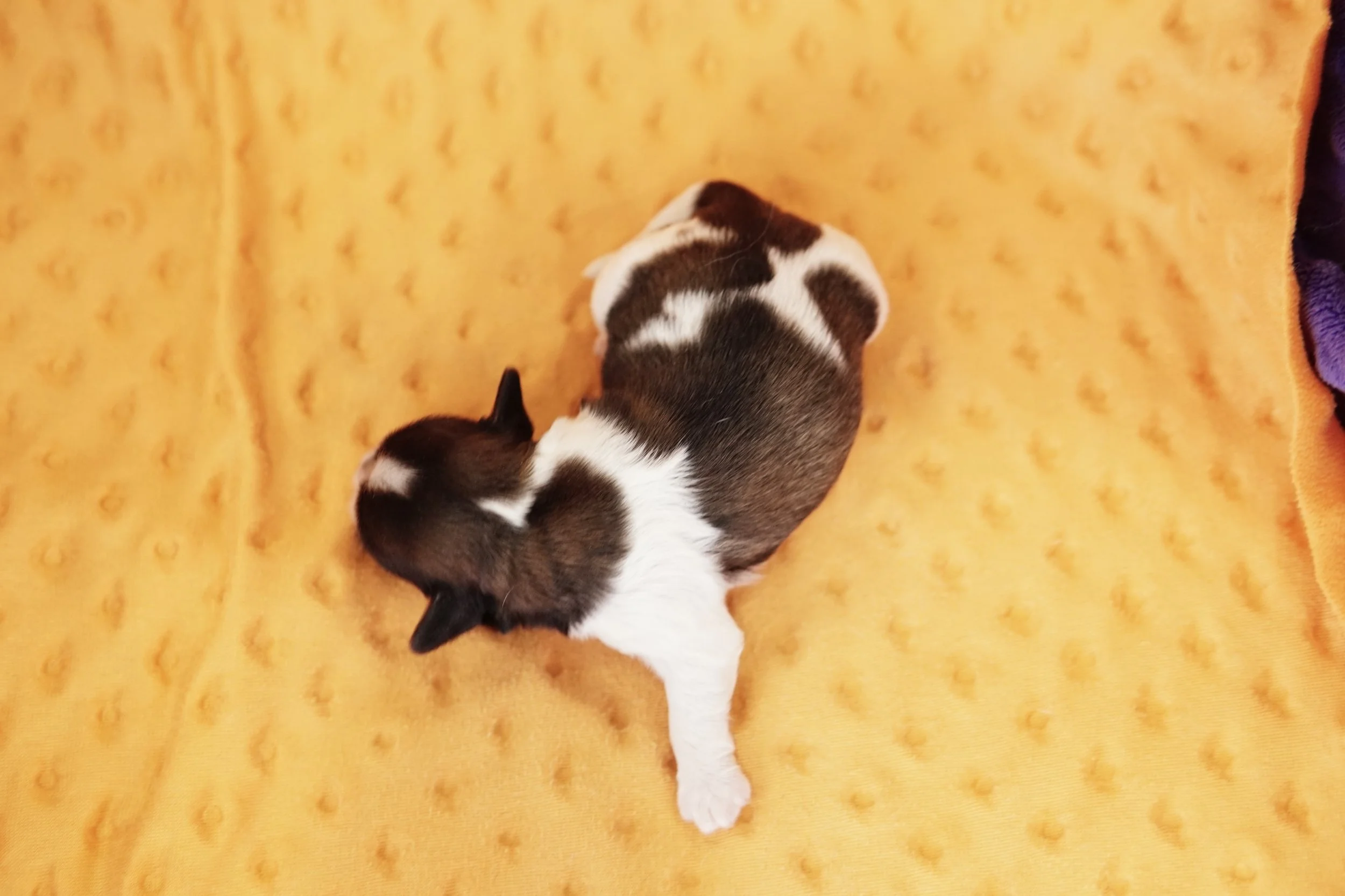 Cockapoo — Heritage Puppies