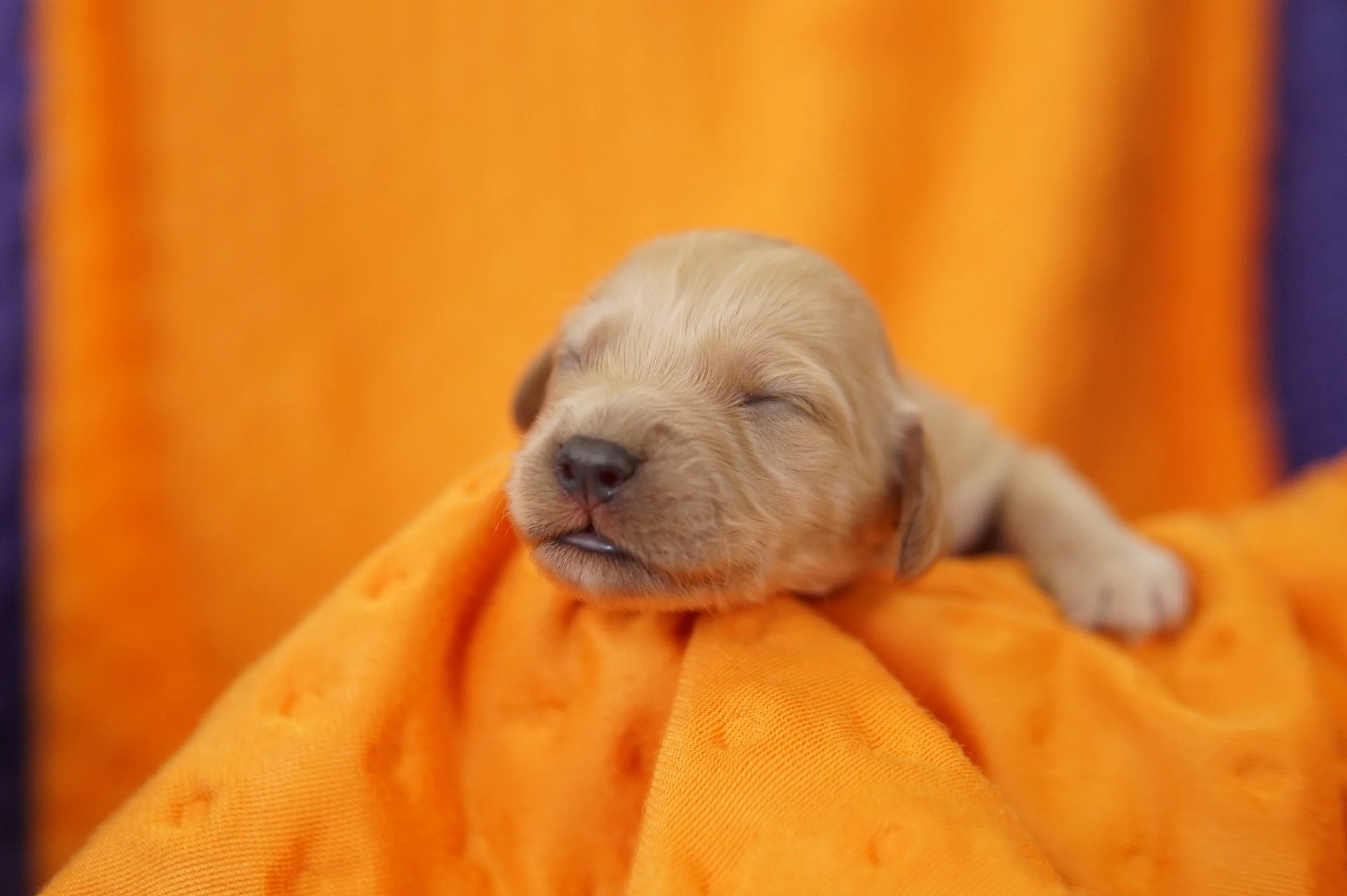 Bichon — Heritage Puppies