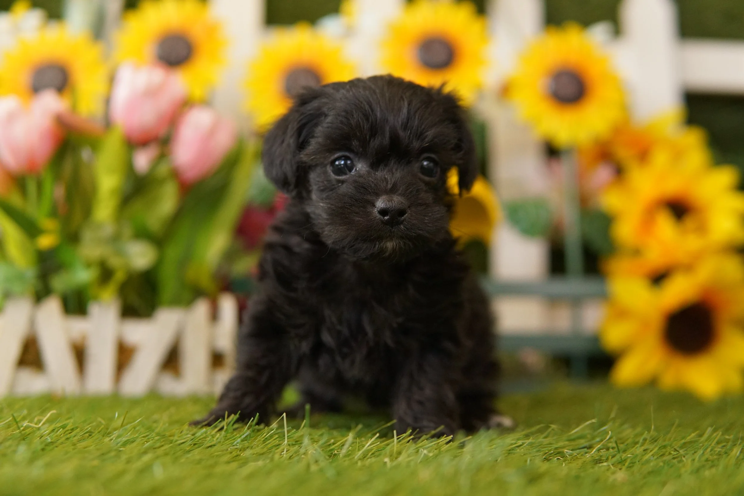 Bichon 2 — Heritage Puppies