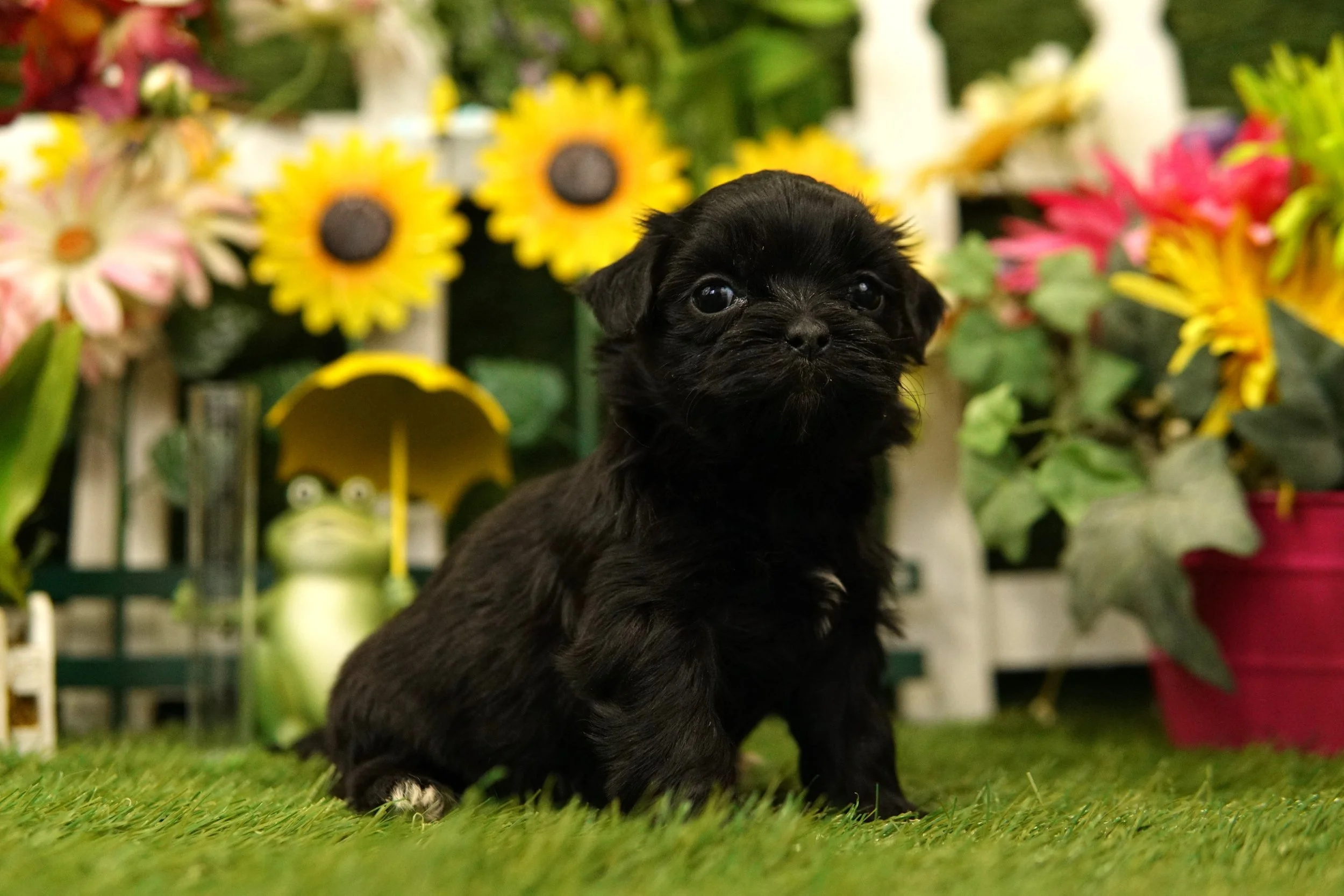 schnoodle — Heritage Puppies