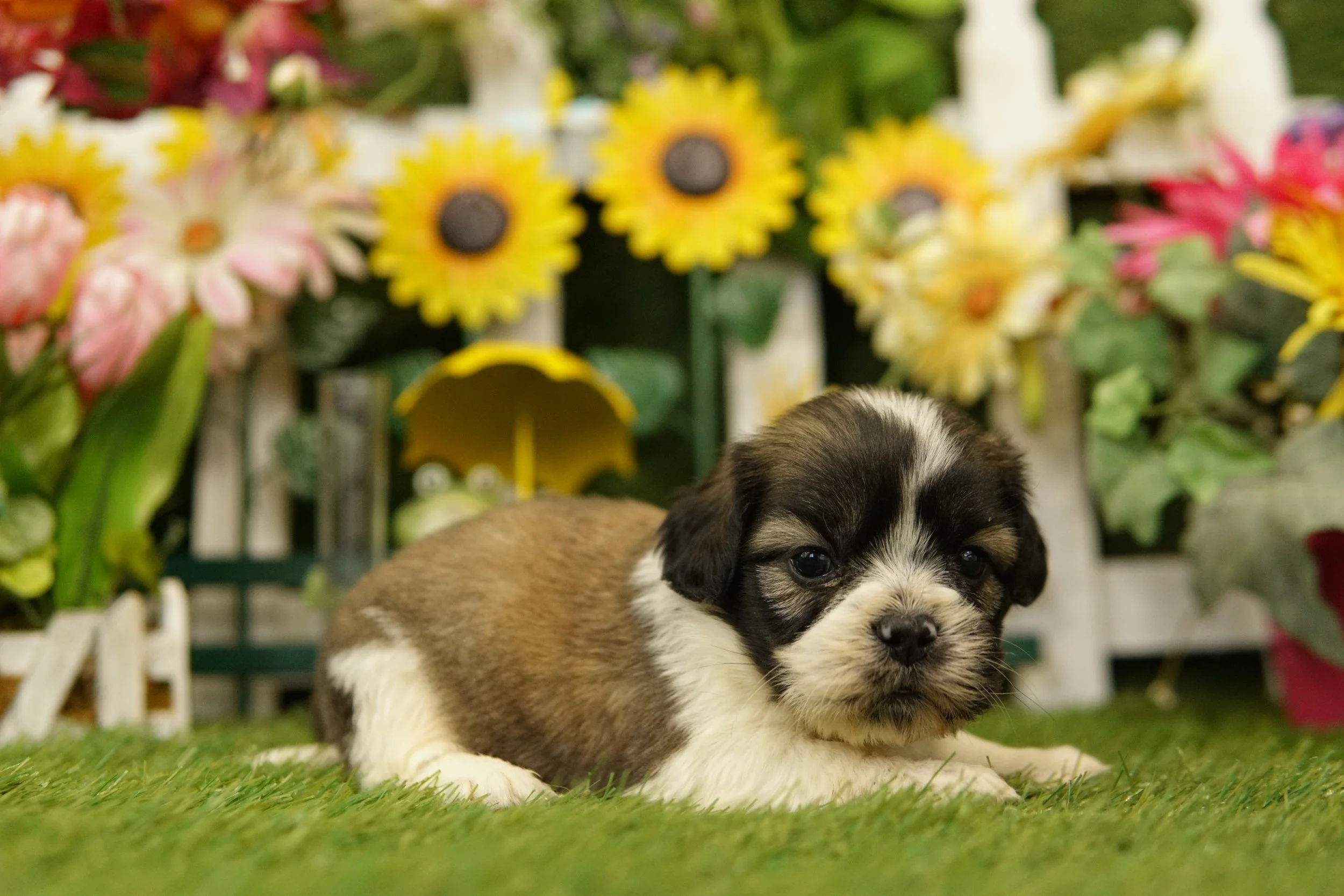 Cockapoo — Heritage Puppies