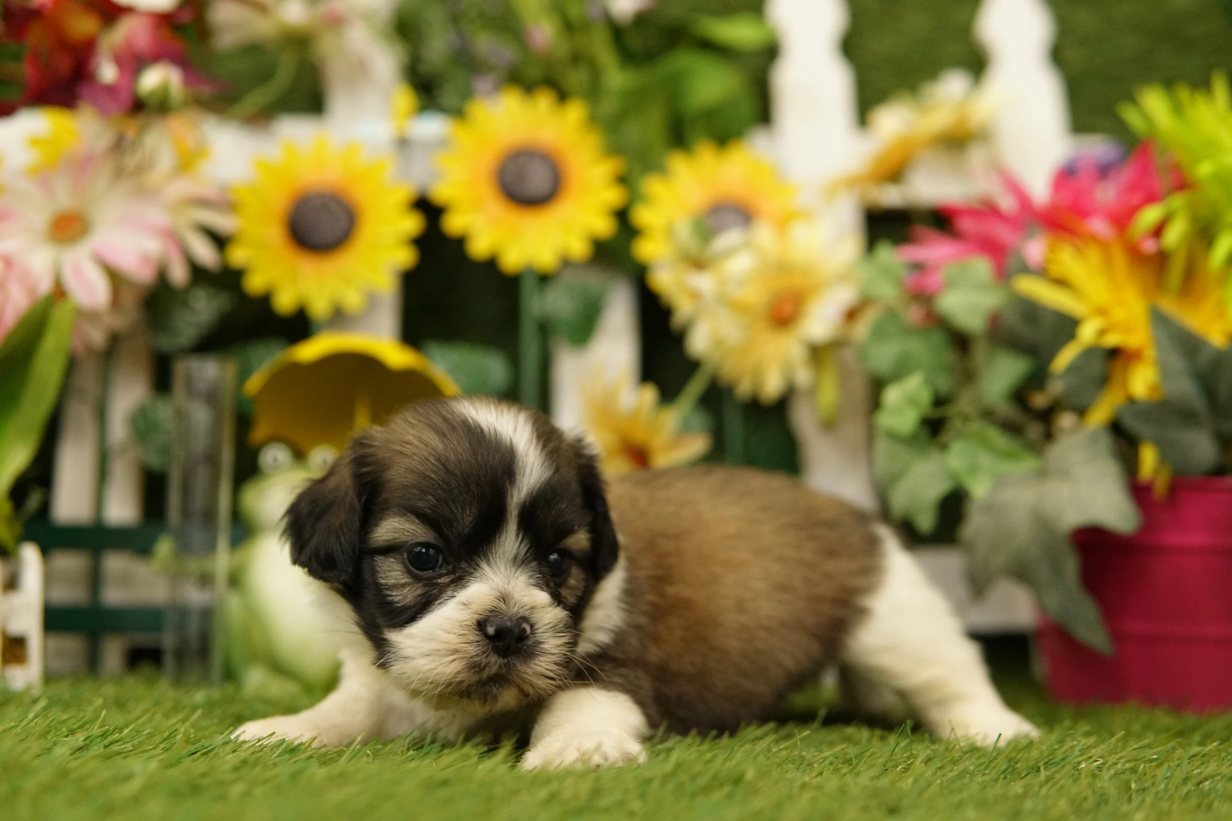 Cockapoo — Heritage Puppies