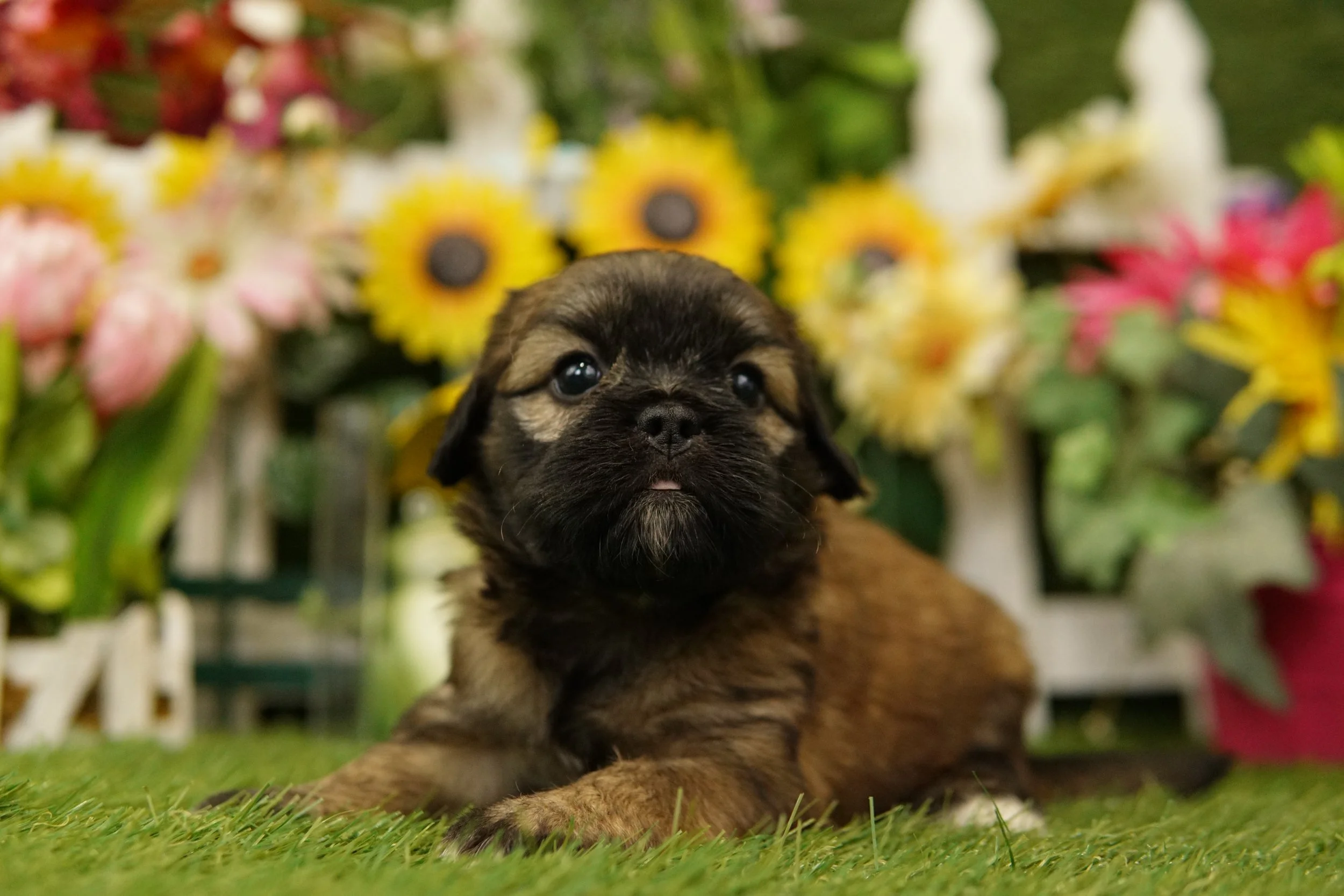 Cockapoo — Heritage Puppies