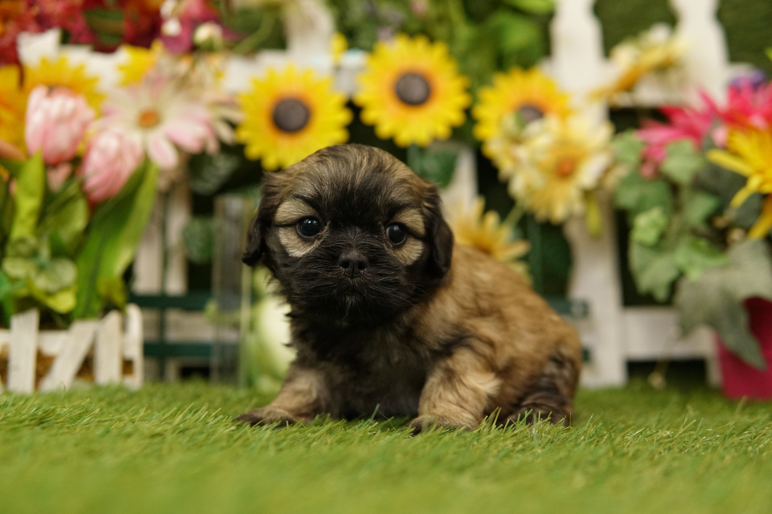 Cockapoo — Heritage Puppies