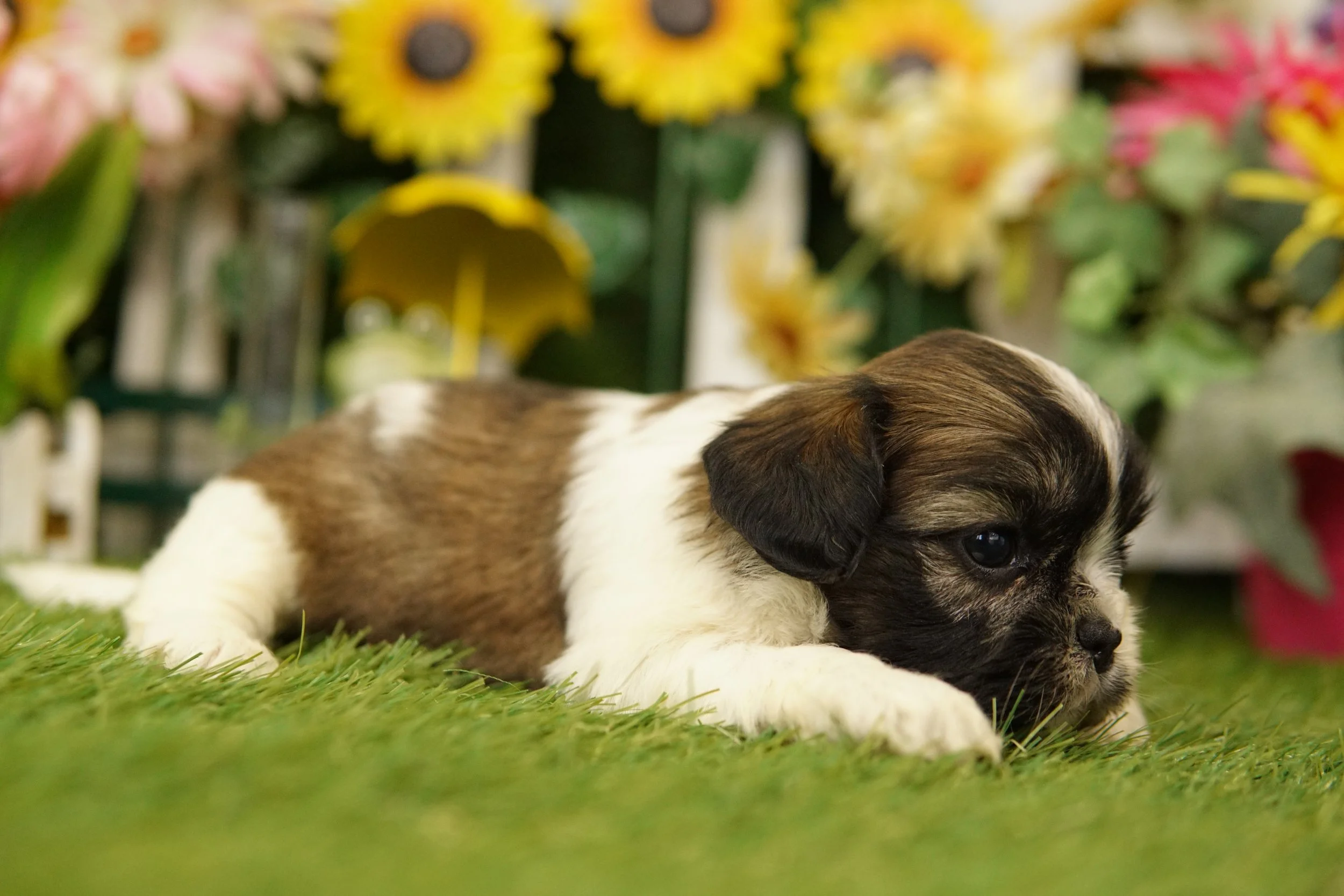 Cockapoo — Heritage Puppies