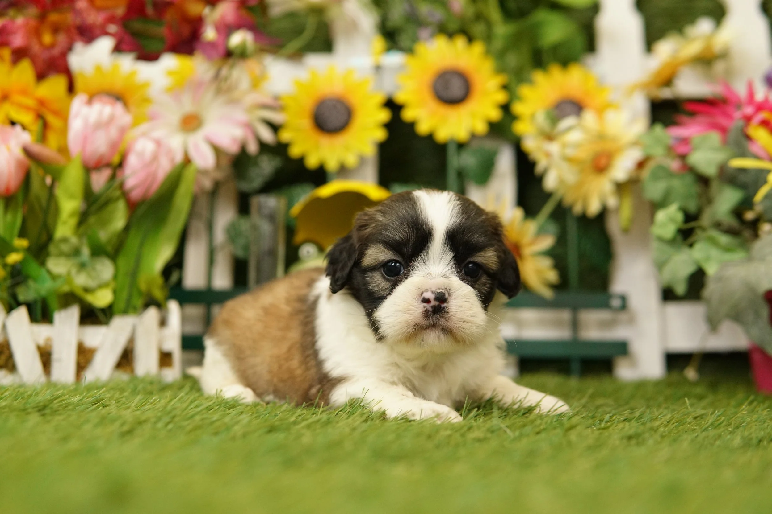 Cockapoo — Heritage Puppies