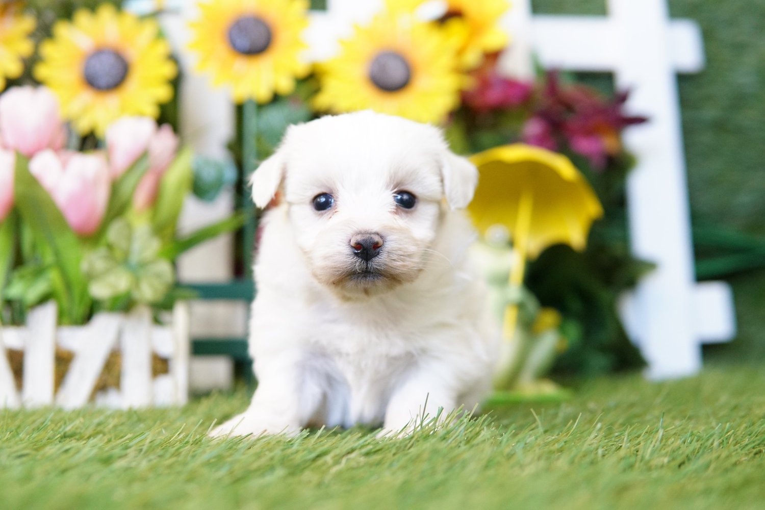 Puppies Available — Heritage Puppies