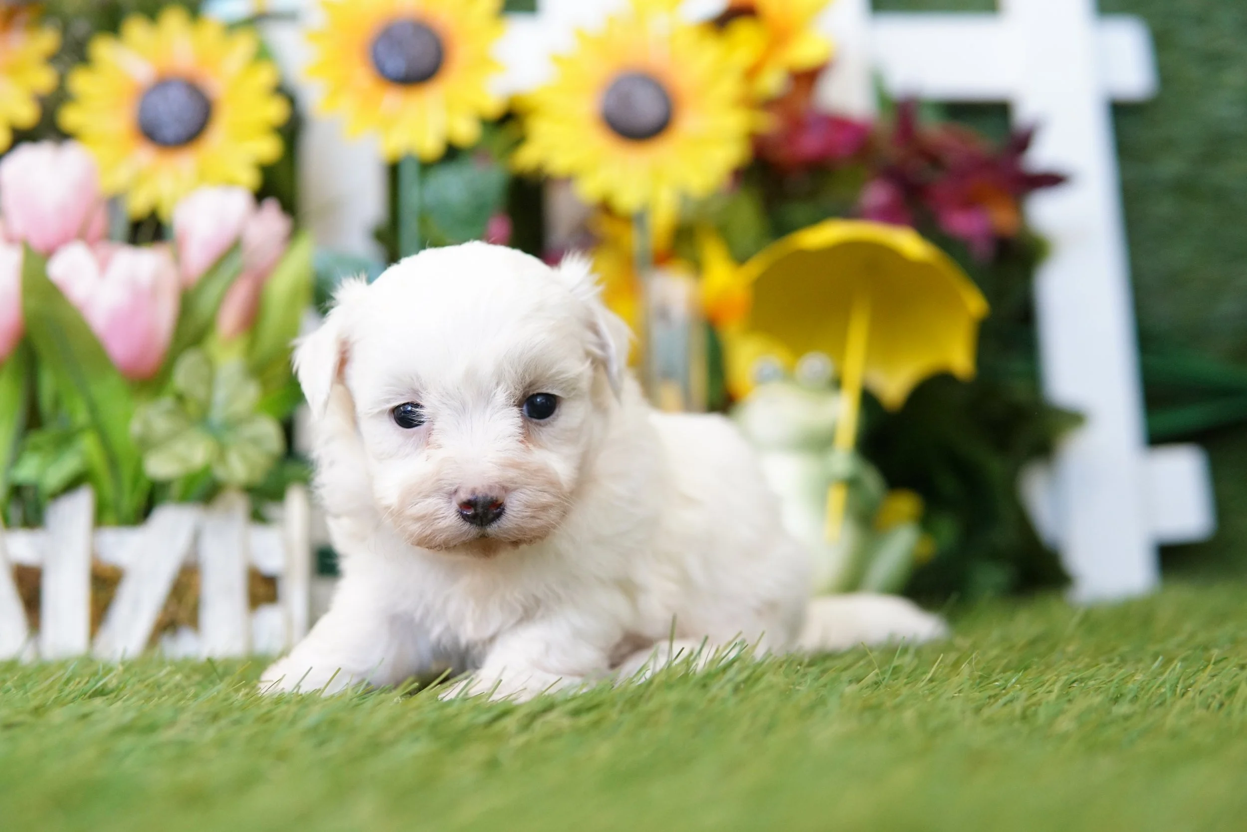 Paperanian — Heritage Puppies