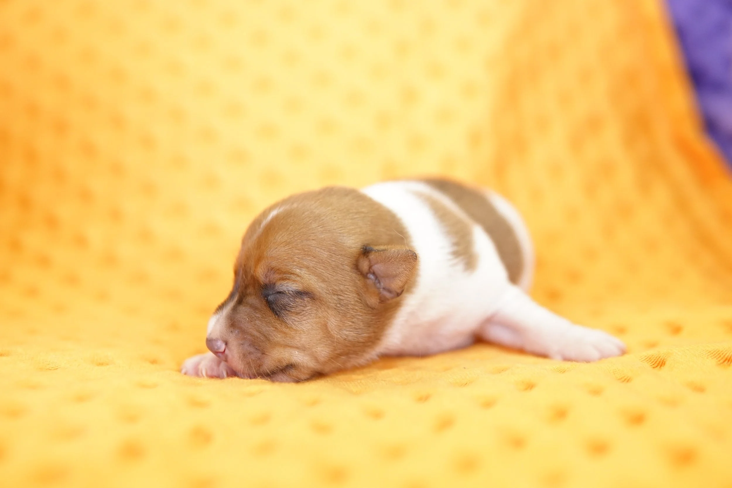 Silky Terrier — Heritage Puppies