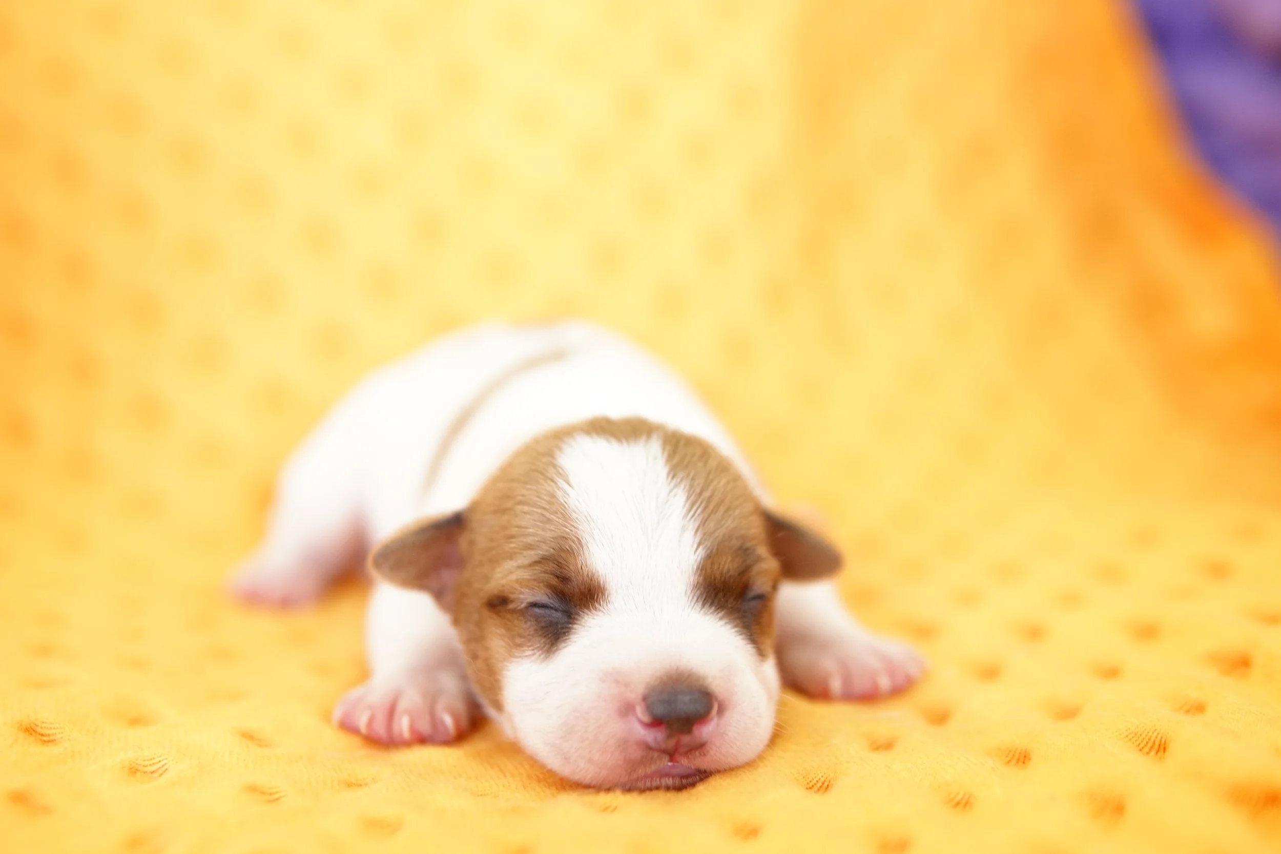 Silky Terrier — Heritage Puppies