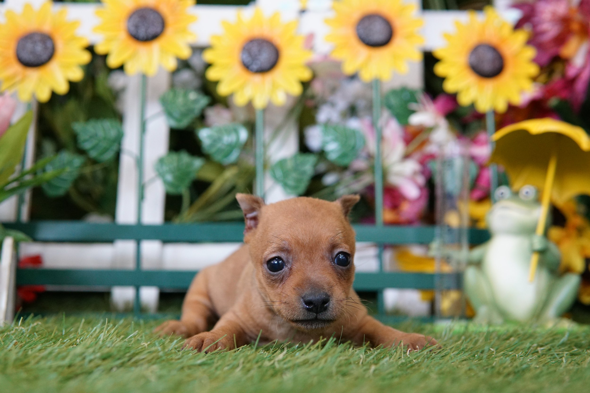 puppy 9 — Heritage Puppies