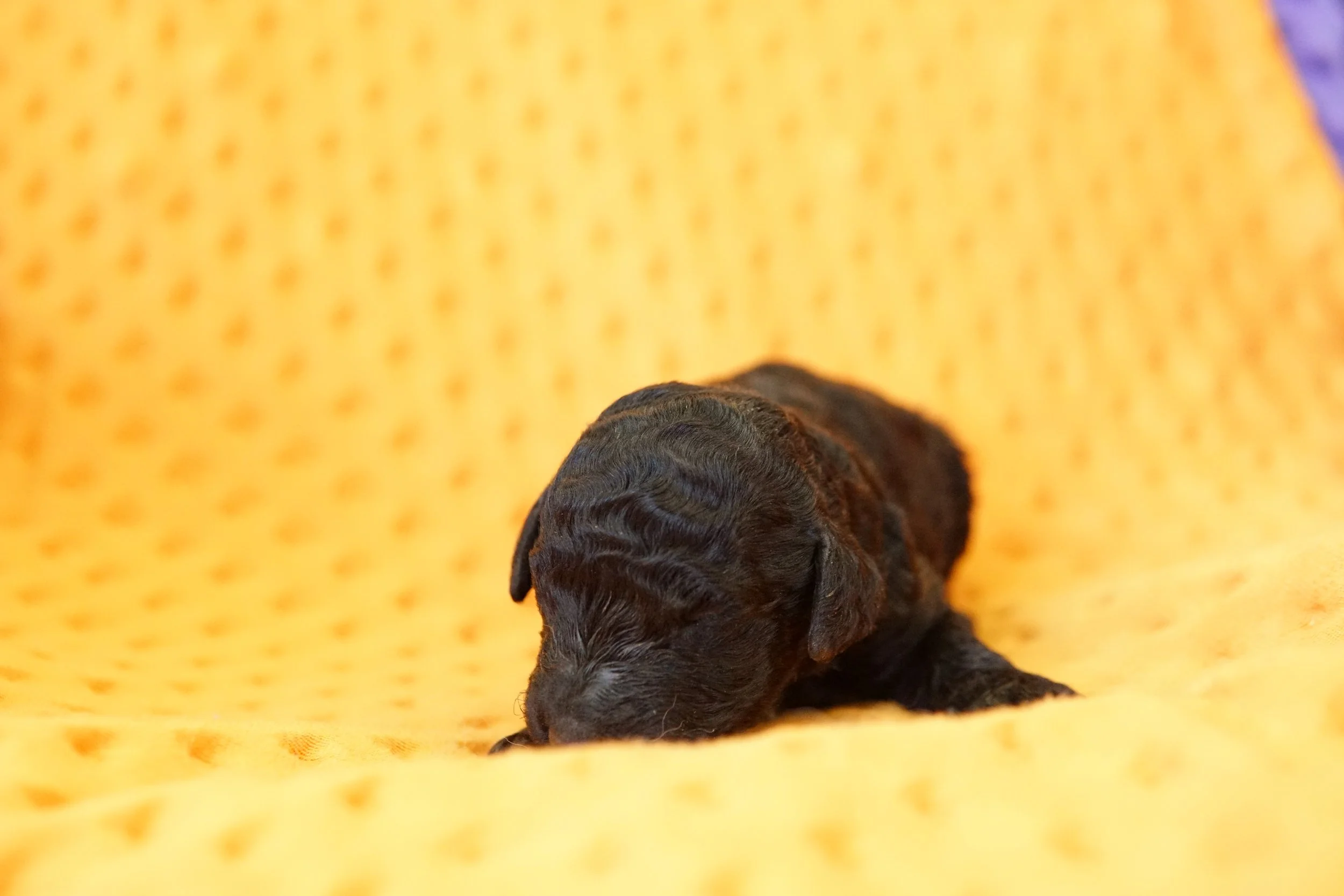 Bichon — Heritage Puppies