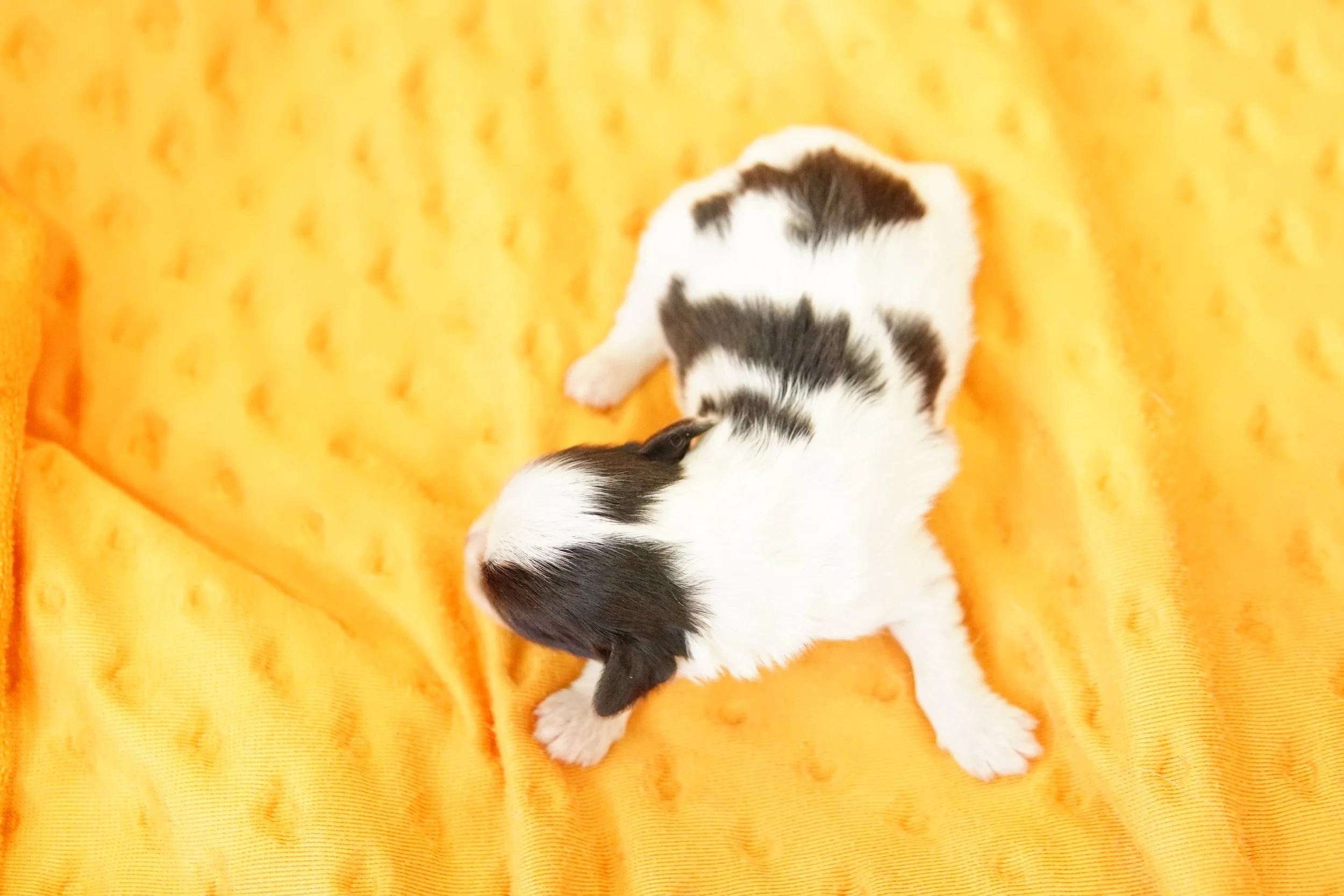 Cockapoo — Heritage Puppies