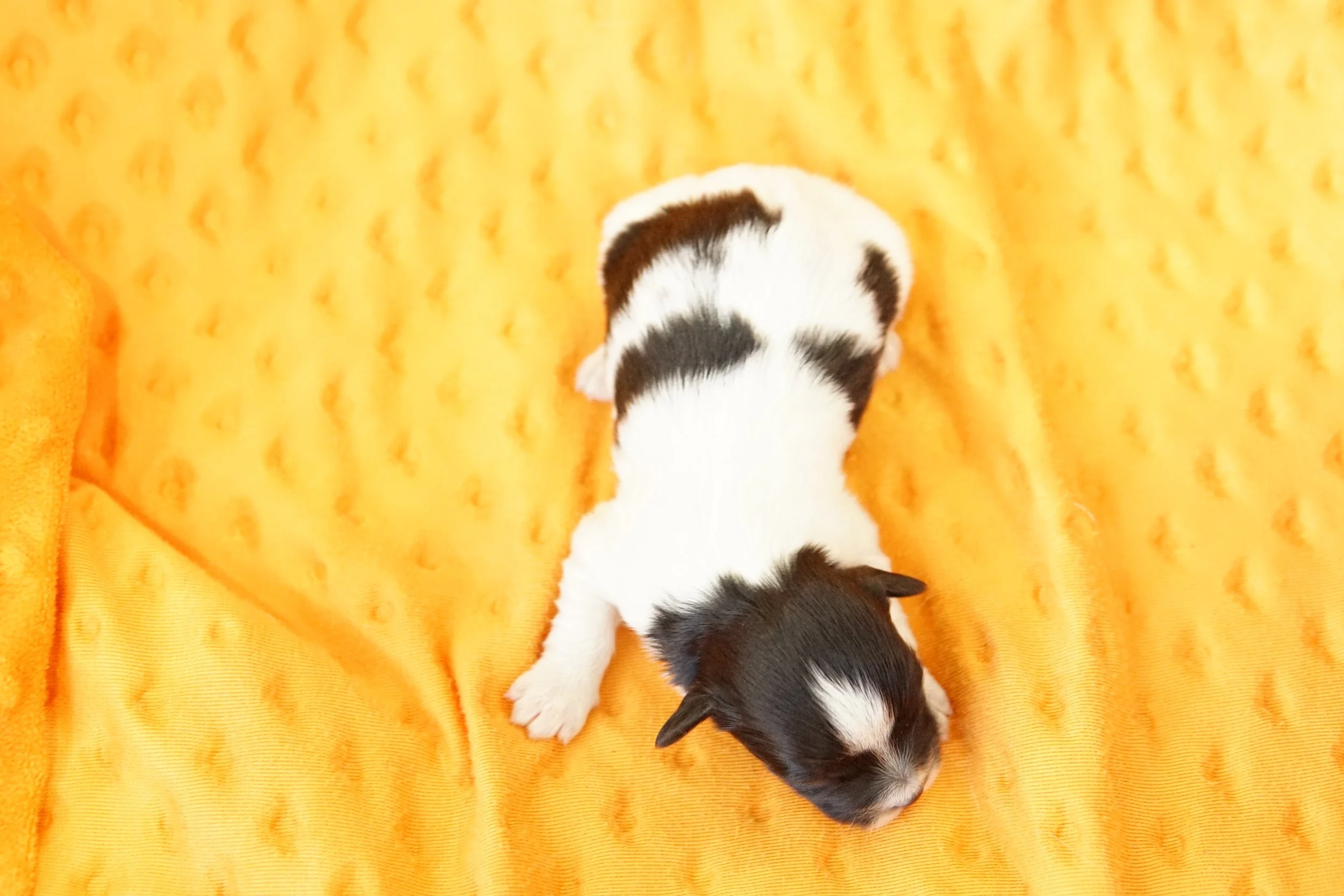 Cockapoo — Heritage Puppies