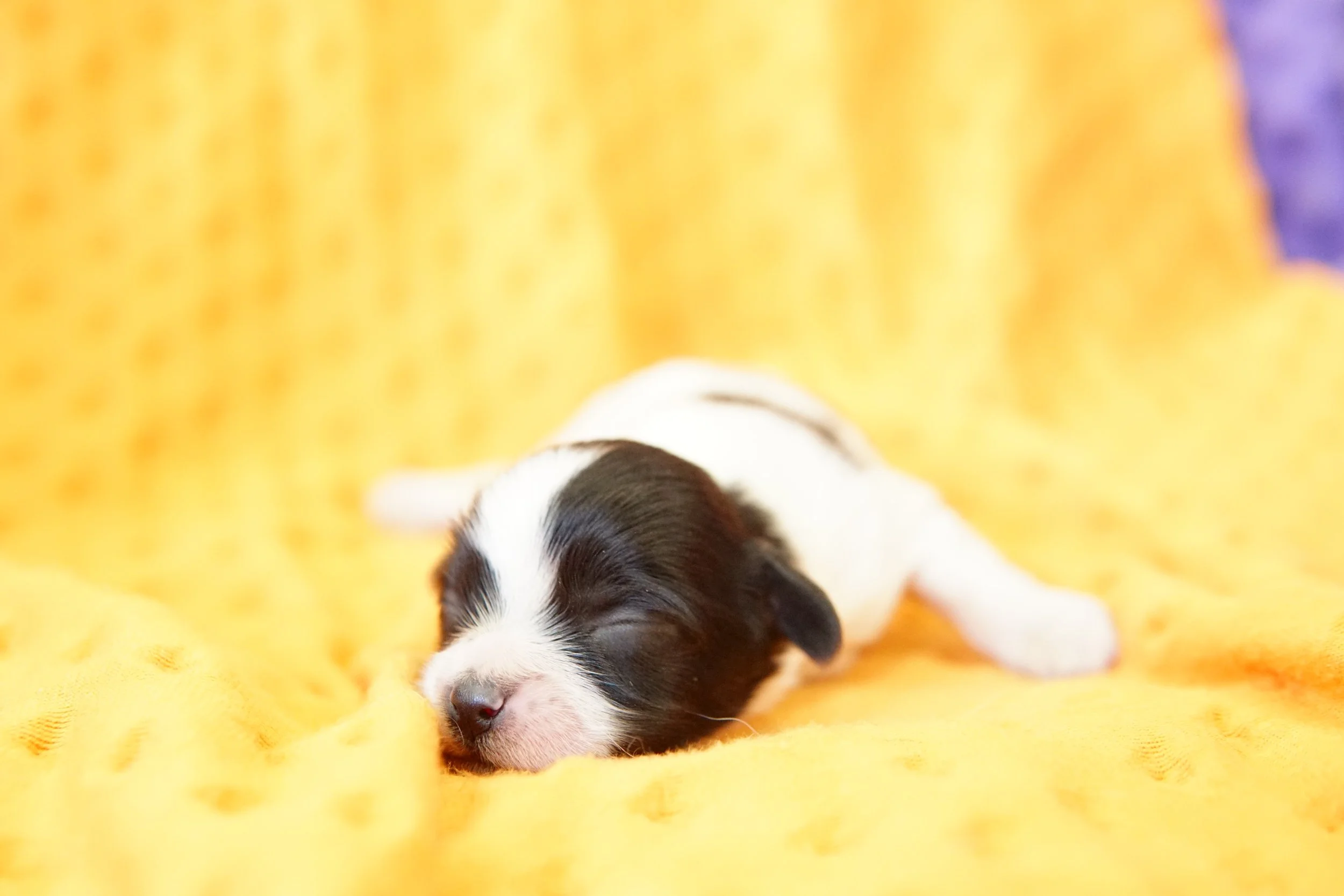 Cockapoo — Heritage Puppies