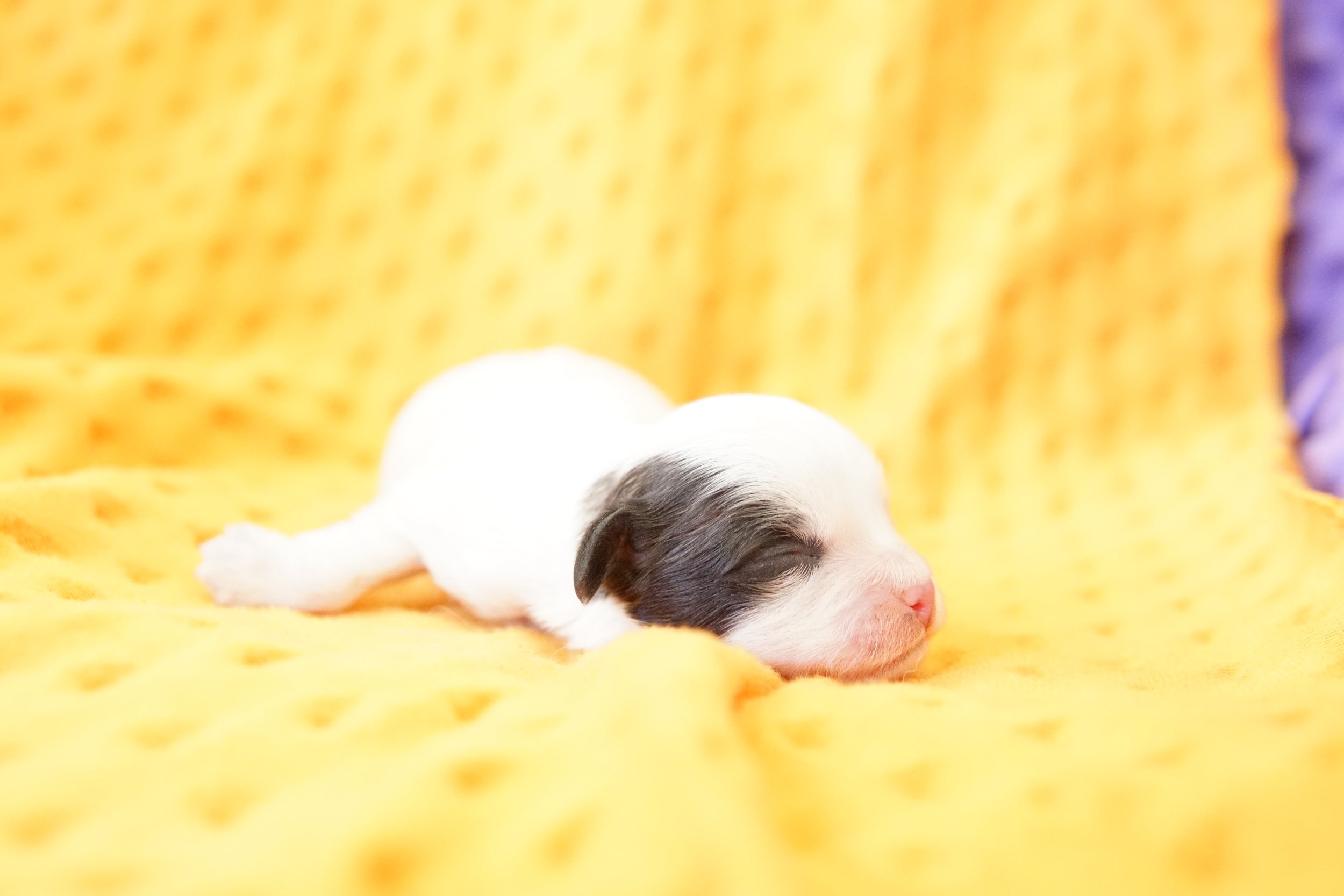 Cockapoo — Heritage Puppies