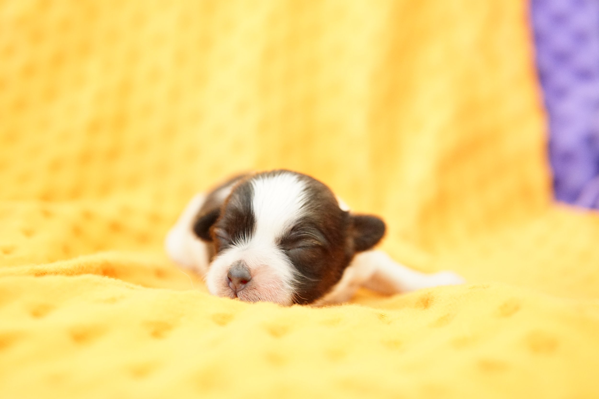Cockapoo — Heritage Puppies