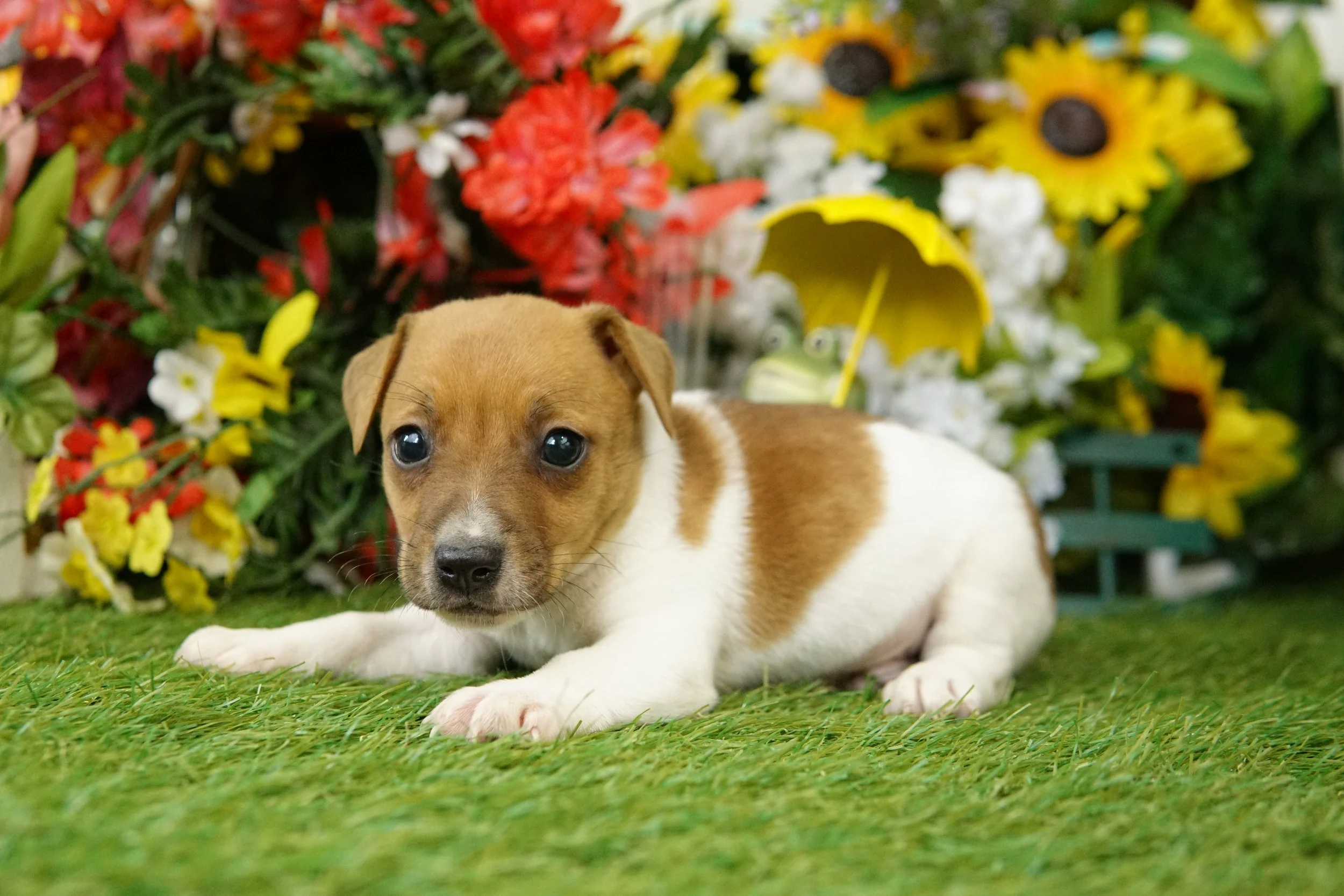 Silky Terrier — Heritage Puppies