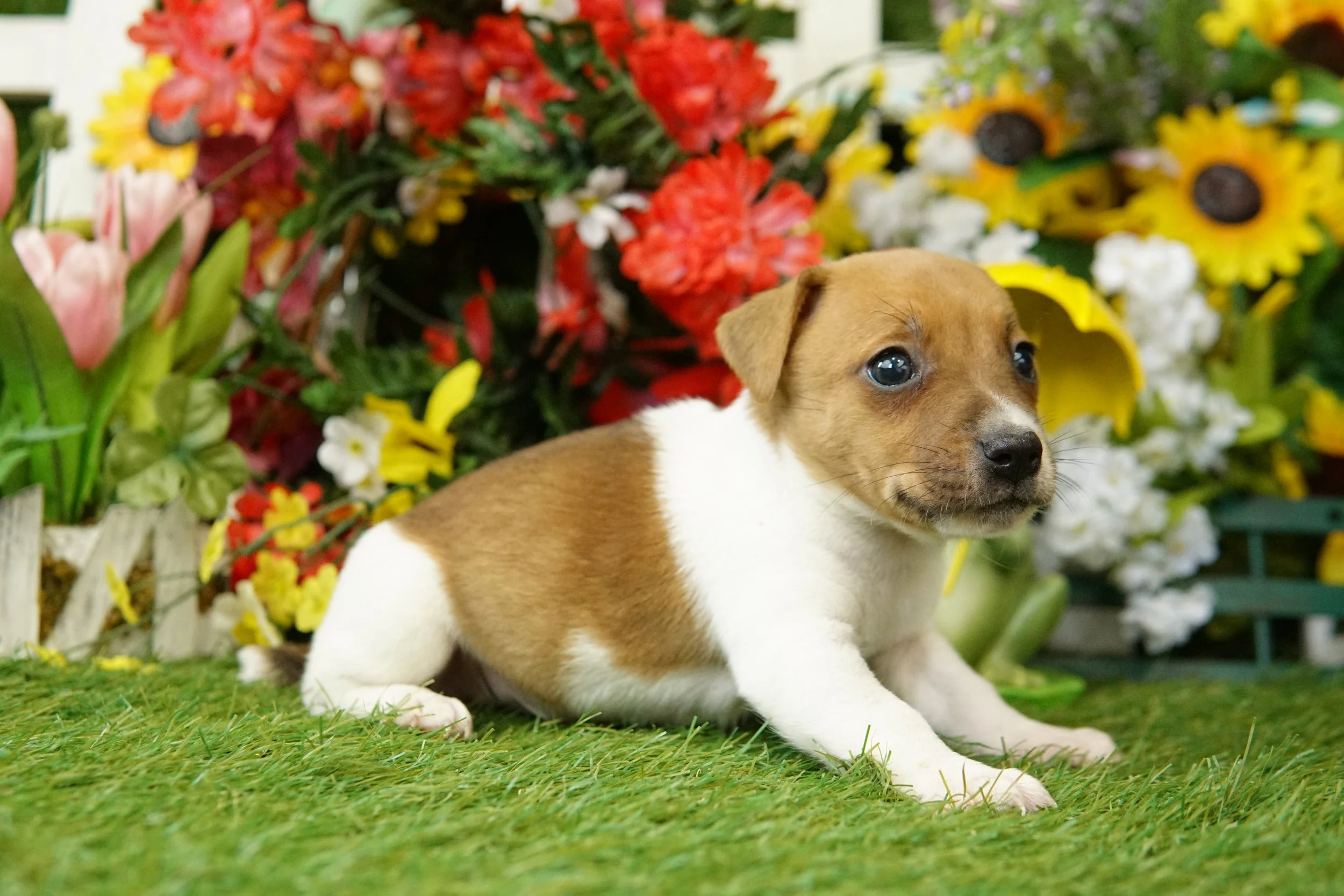 Silky Terrier — Heritage Puppies