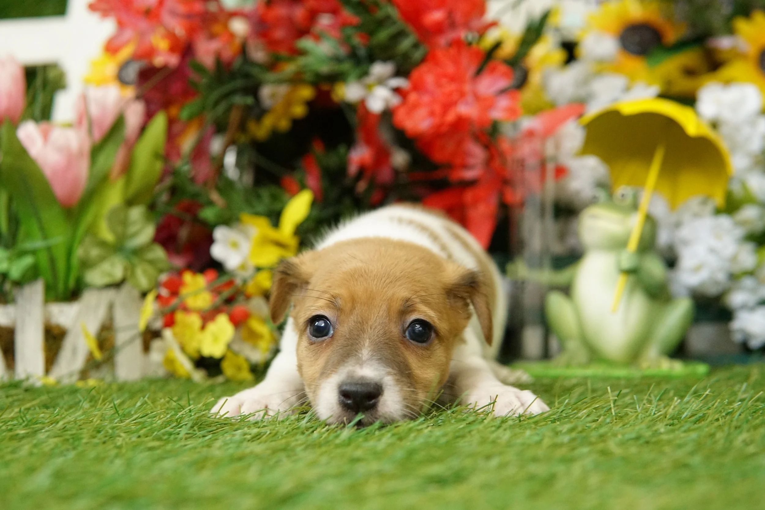 Silky Terrier — Heritage Puppies