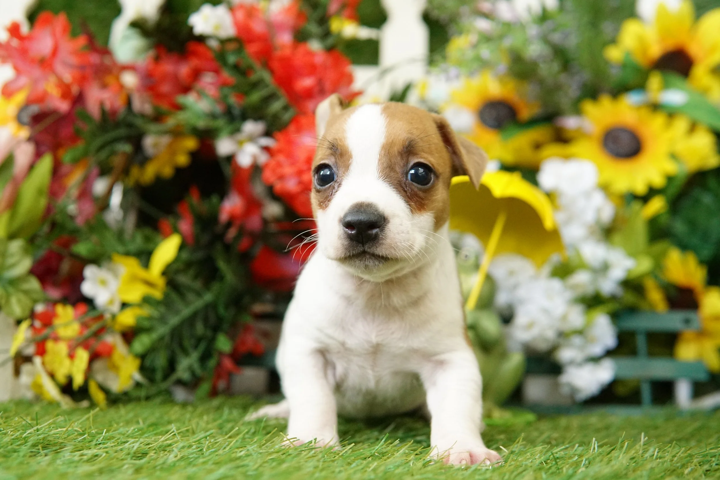 Silky Terrier — Heritage Puppies