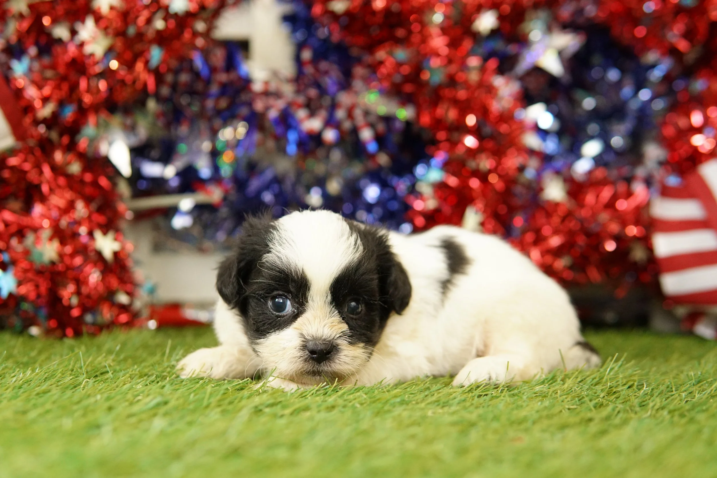 Cockapoo — Heritage Puppies