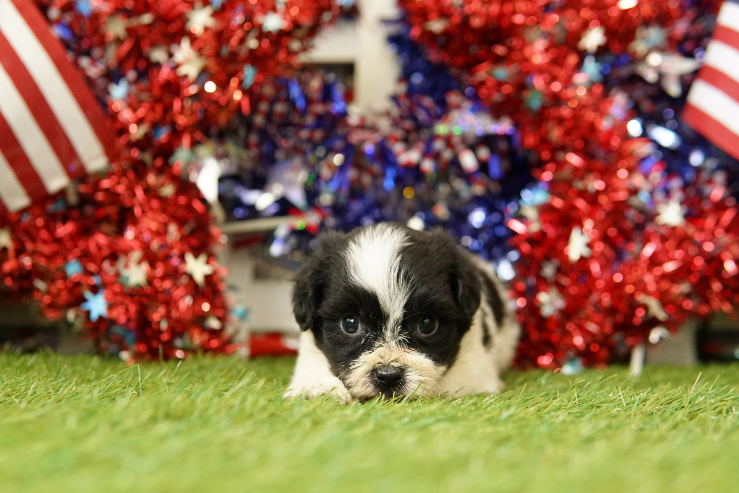 Cockapoo — Heritage Puppies