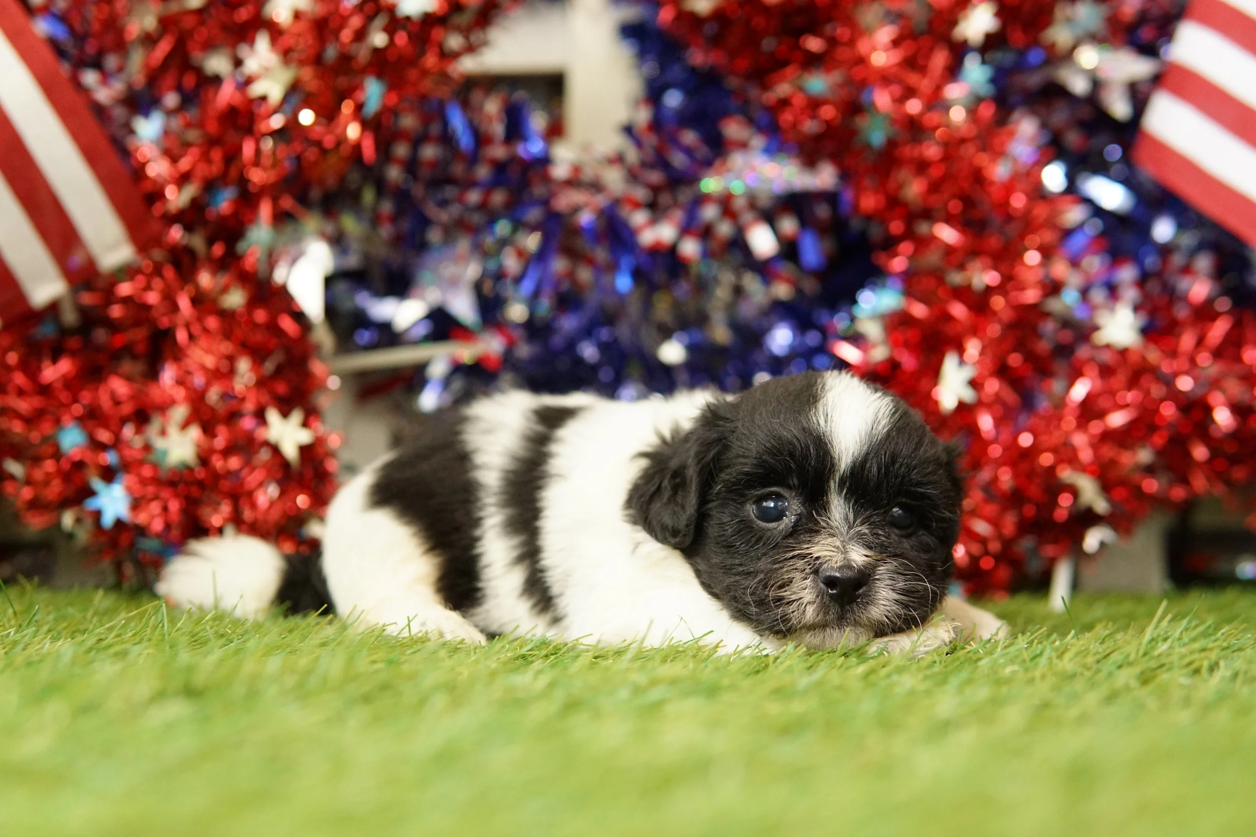 Cockapoo — Heritage Puppies