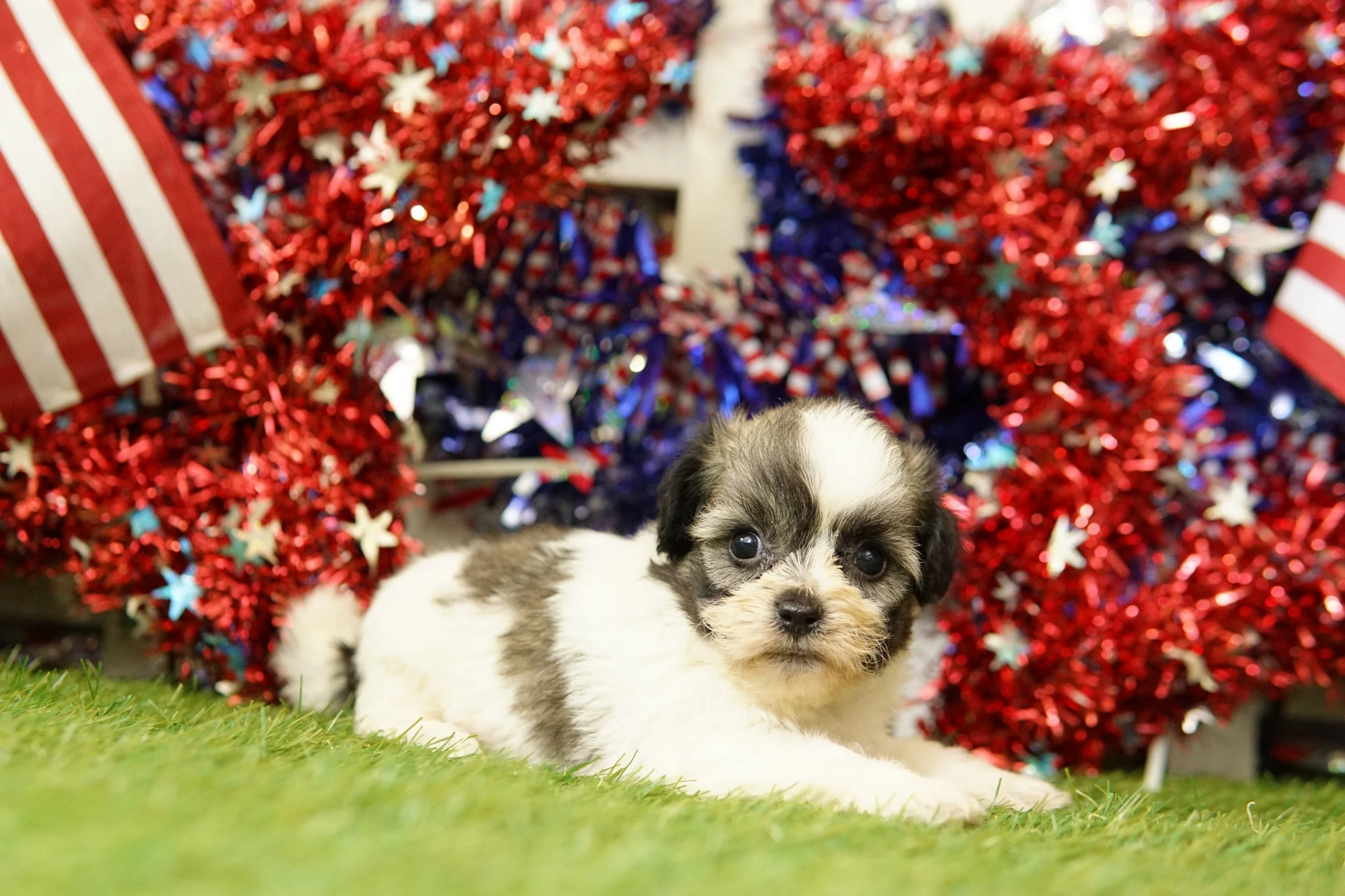 Cockapoo — Heritage Puppies