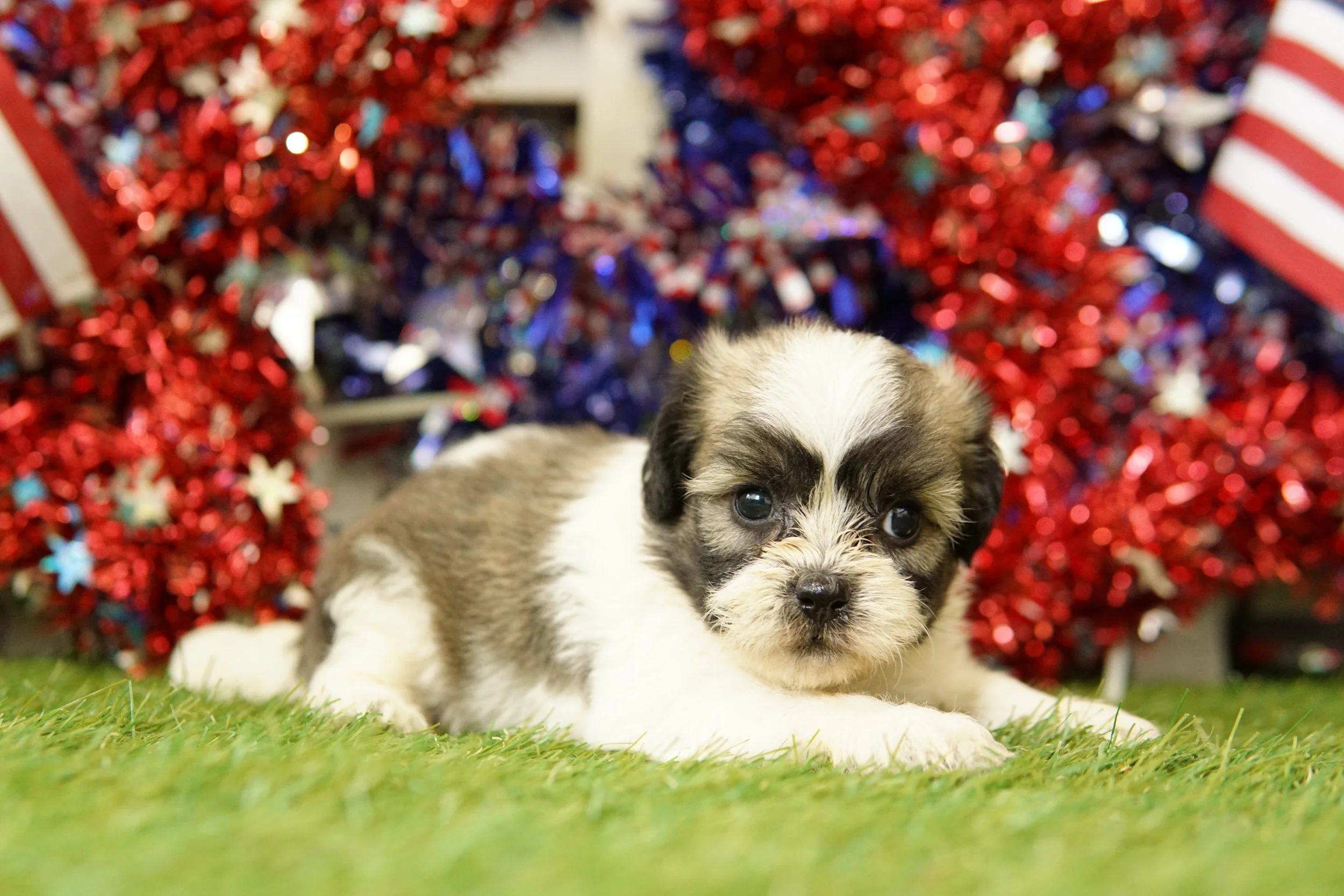Cockapoo — Heritage Puppies