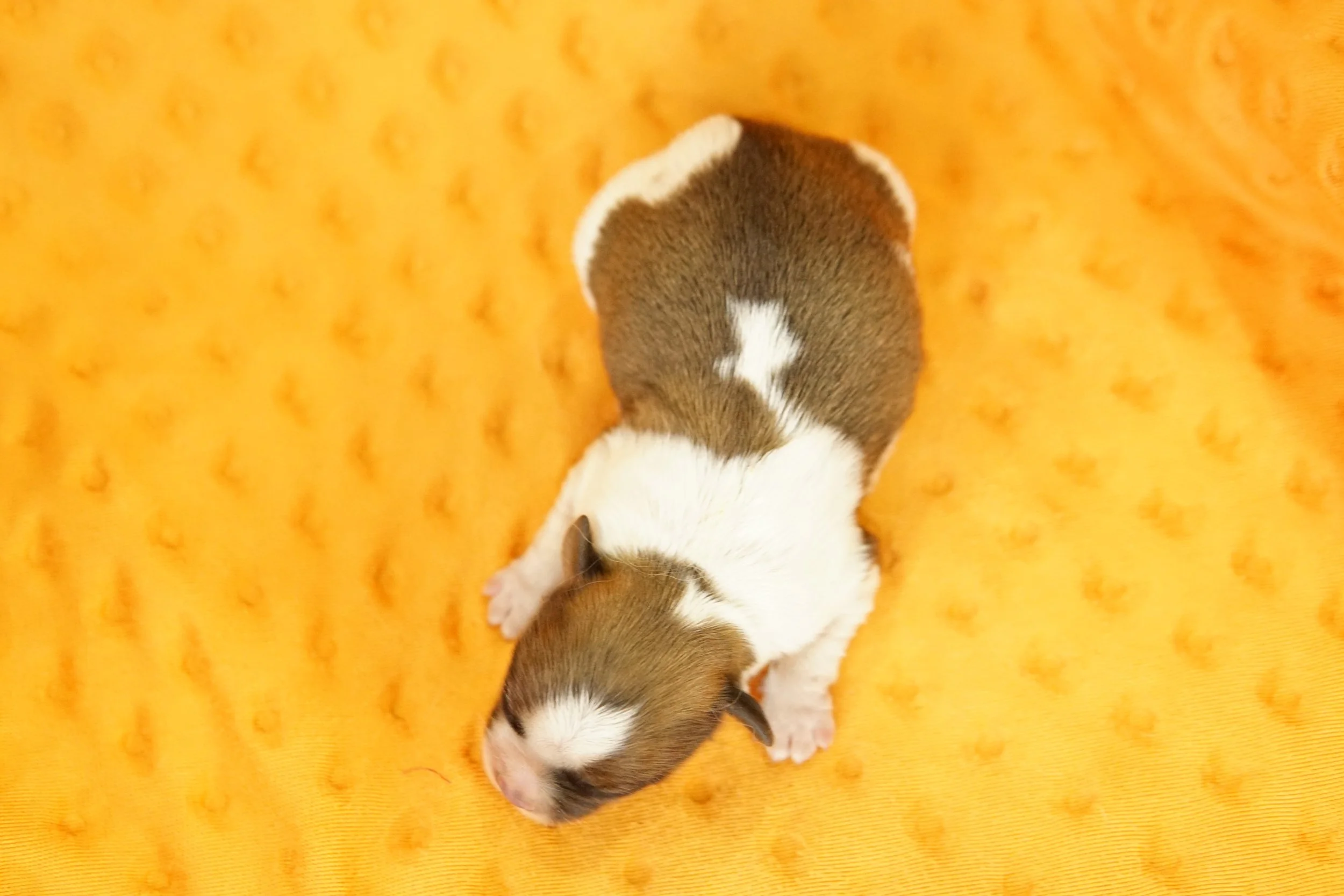 Teddy Bear — Heritage Puppies