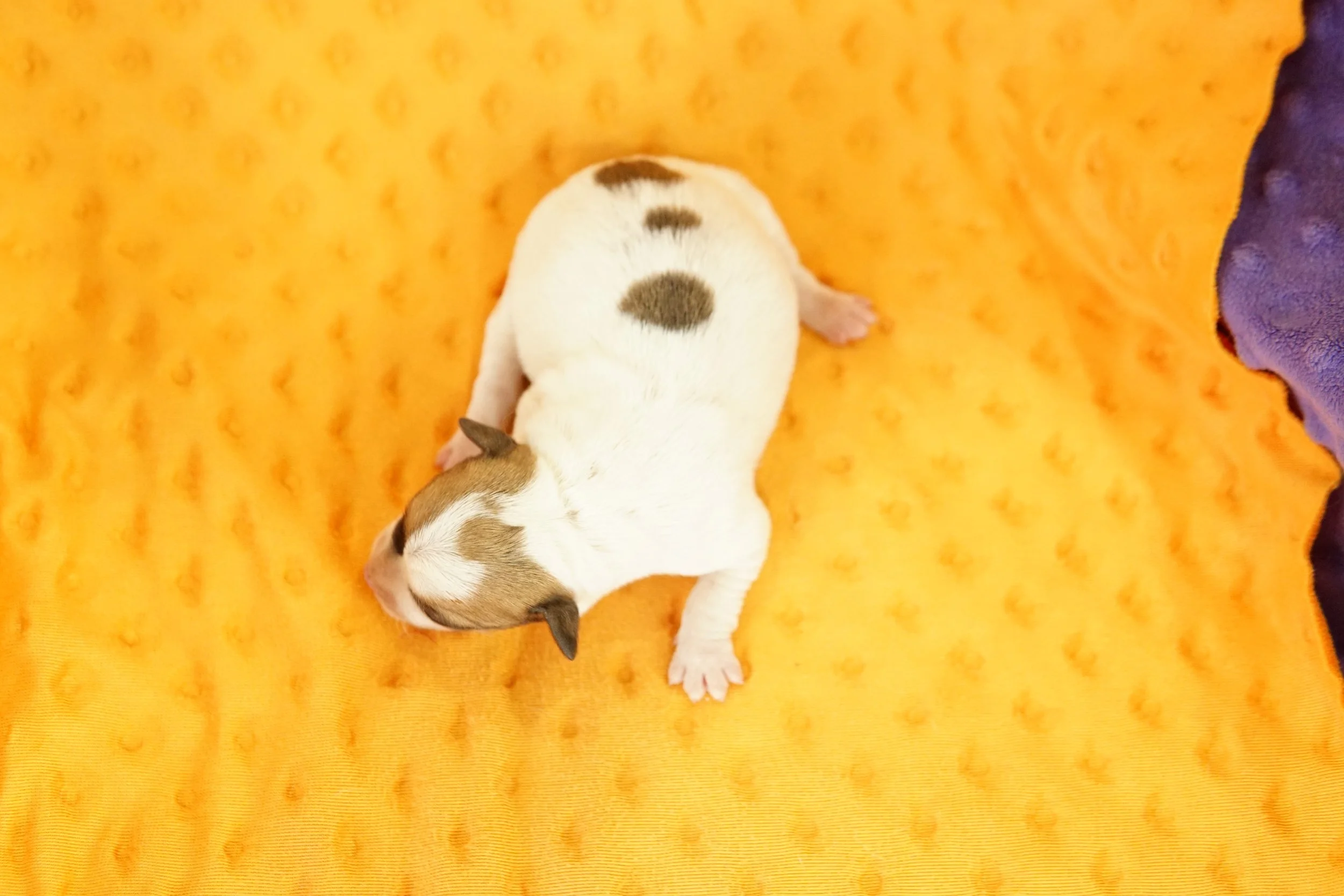 Teddy Bear — Heritage Puppies