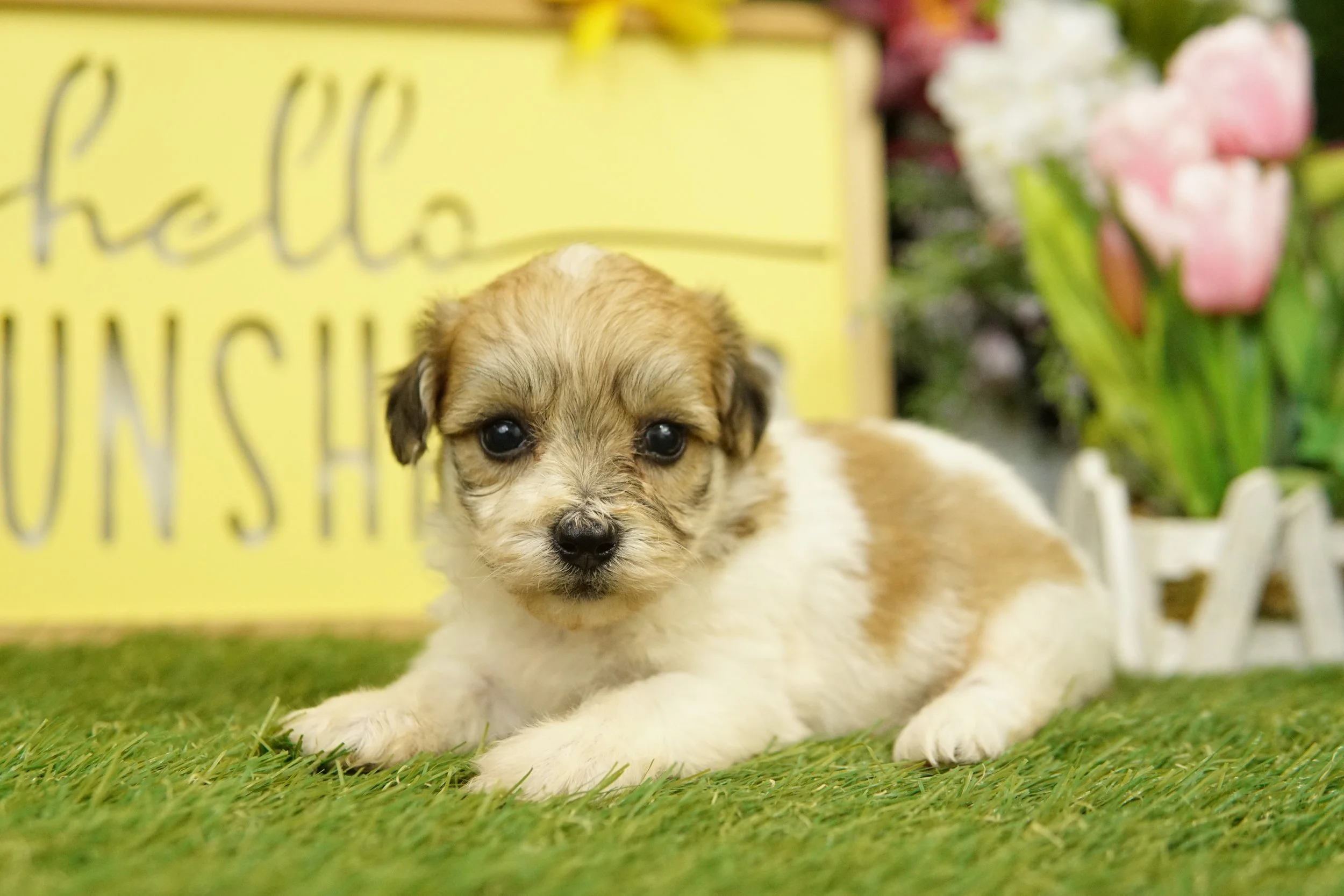 Shiba Inu — Heritage Puppies