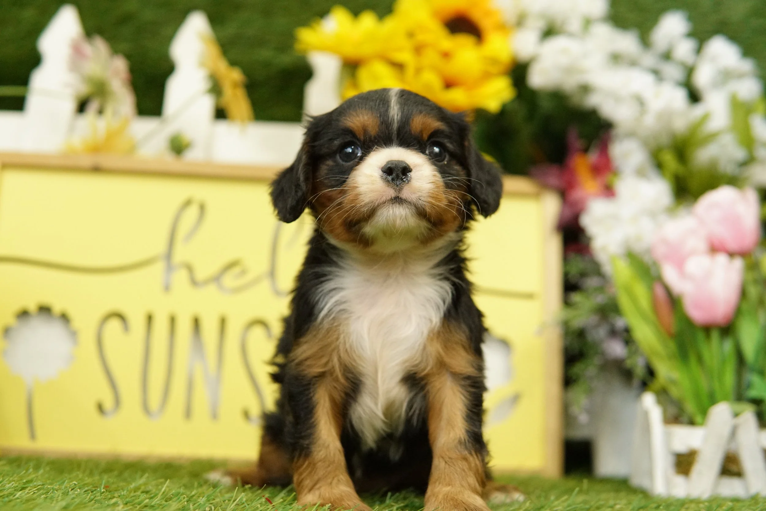 Cockapoo 2 — Heritage Puppies