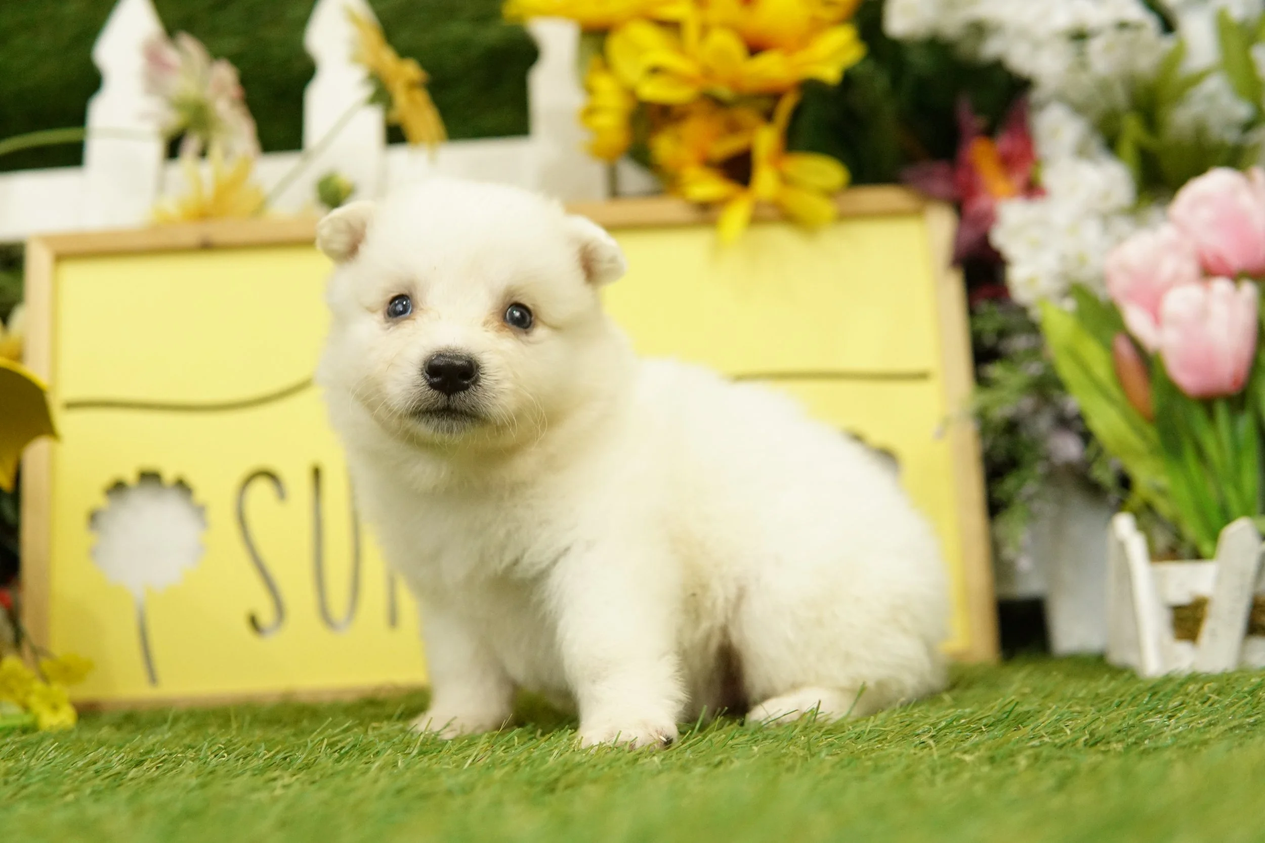 American Eskimo — Heritage Puppies