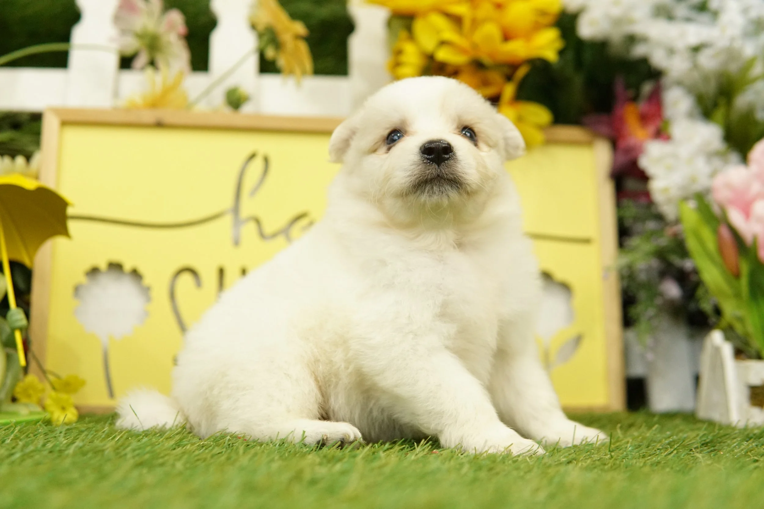 American Eskimo — Heritage Puppies