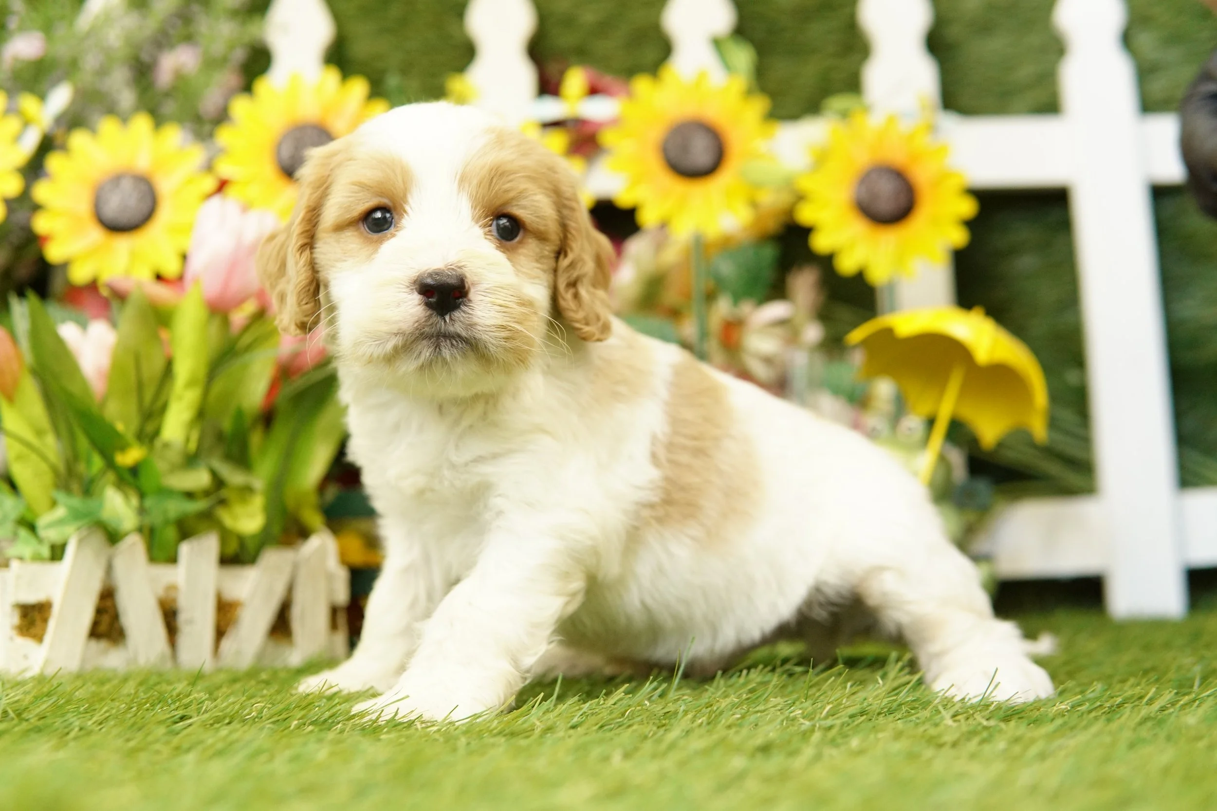 Cairn — Heritage Puppies
