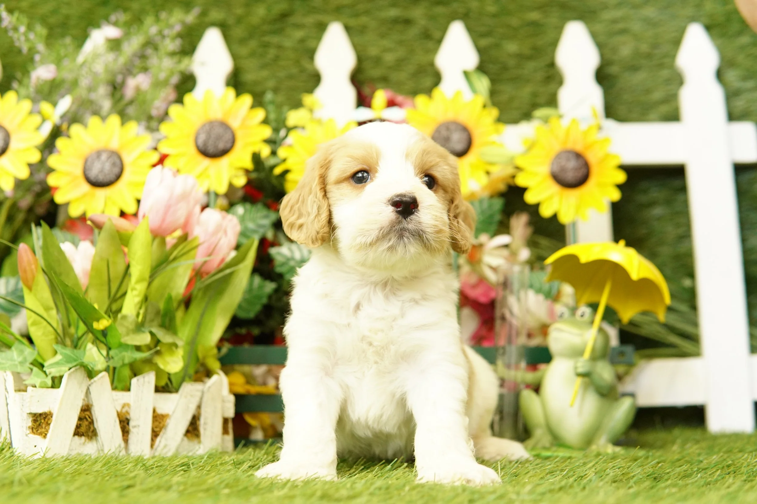 Cairn — Heritage Puppies