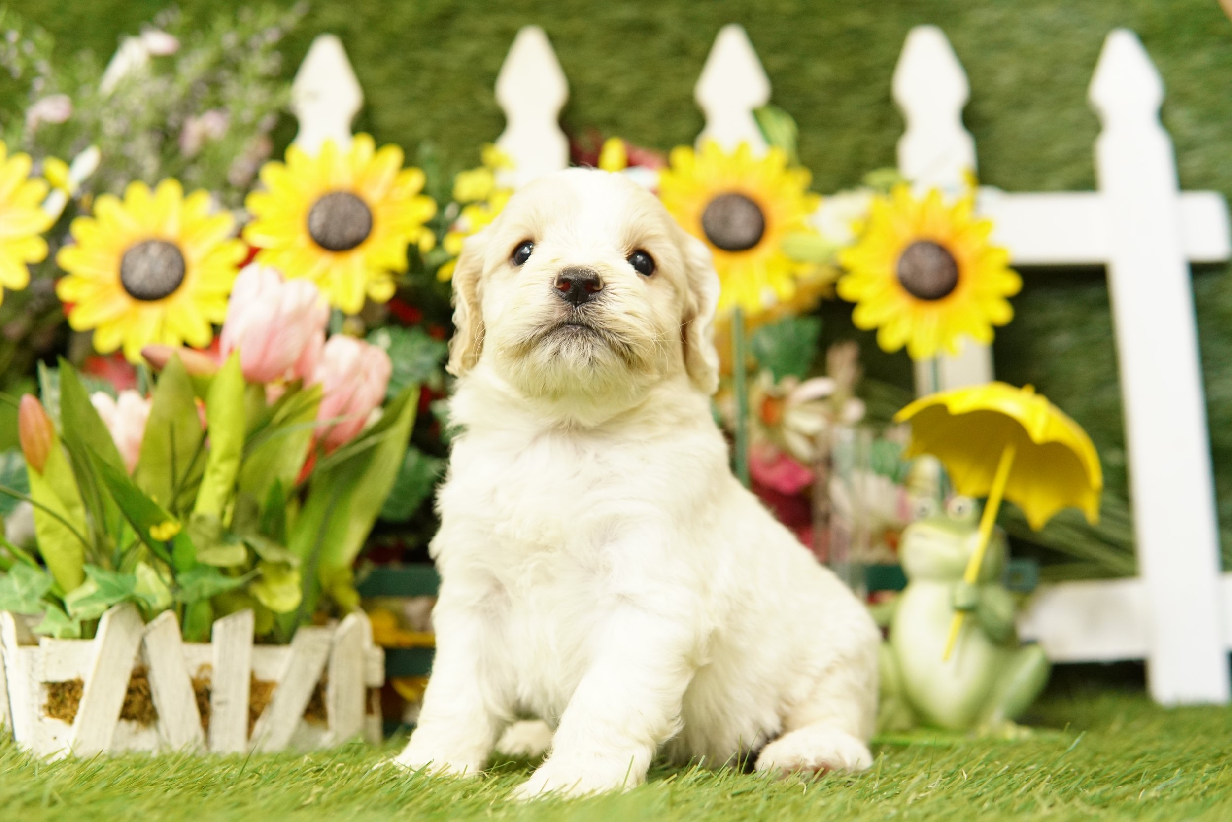 Cairn — Heritage Puppies