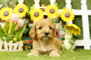 Puppies Available — Heritage Puppies