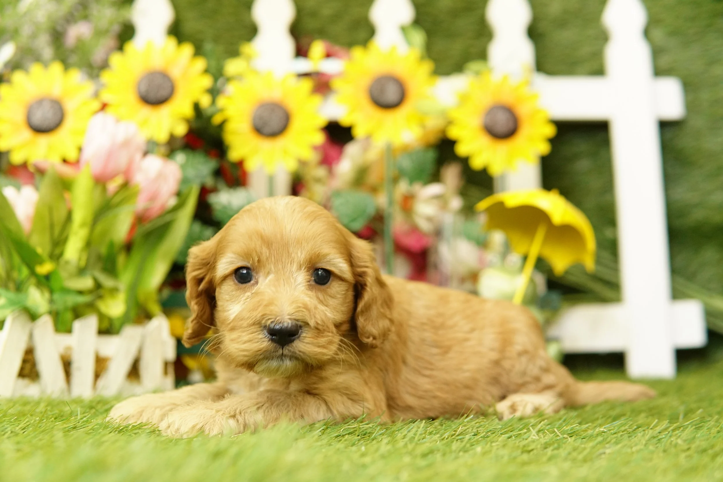Cairn — Heritage Puppies