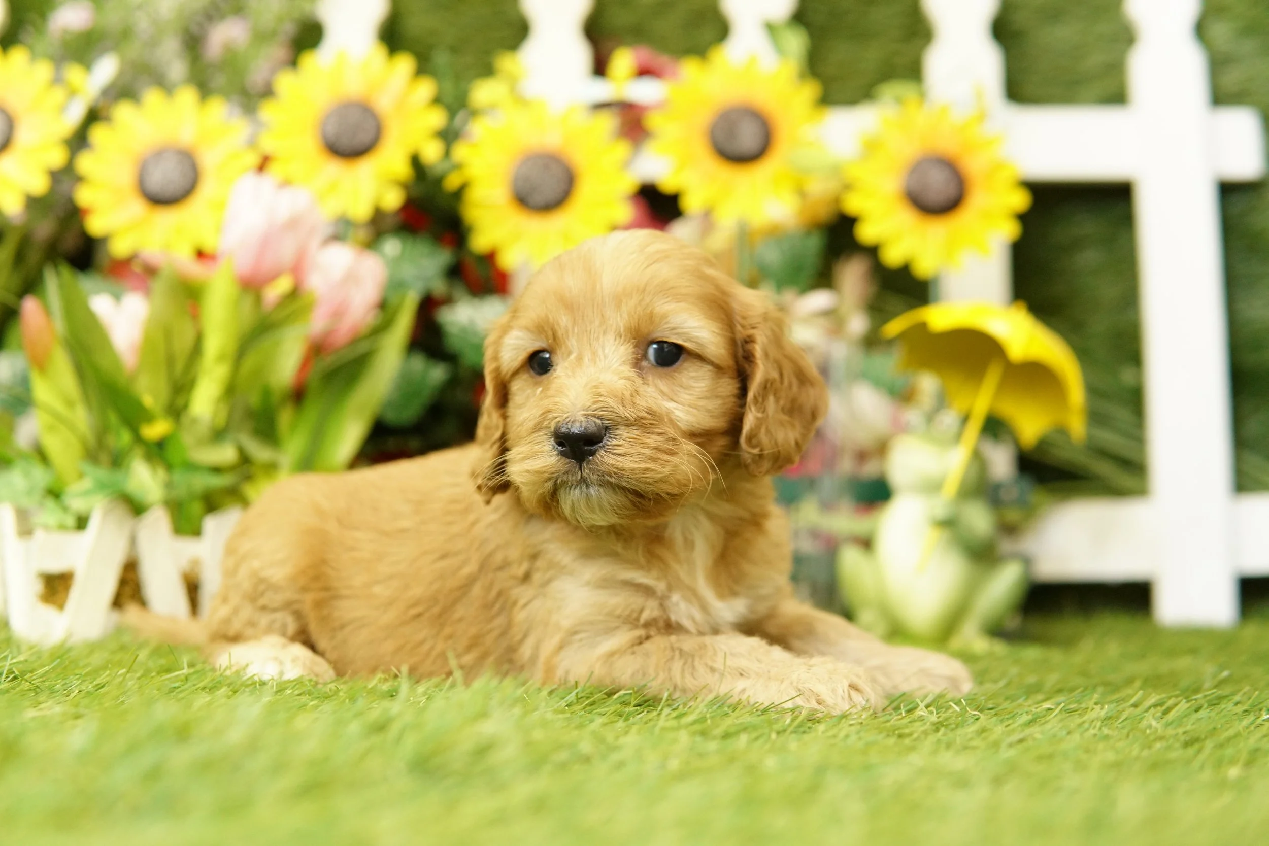 Cairn — Heritage Puppies