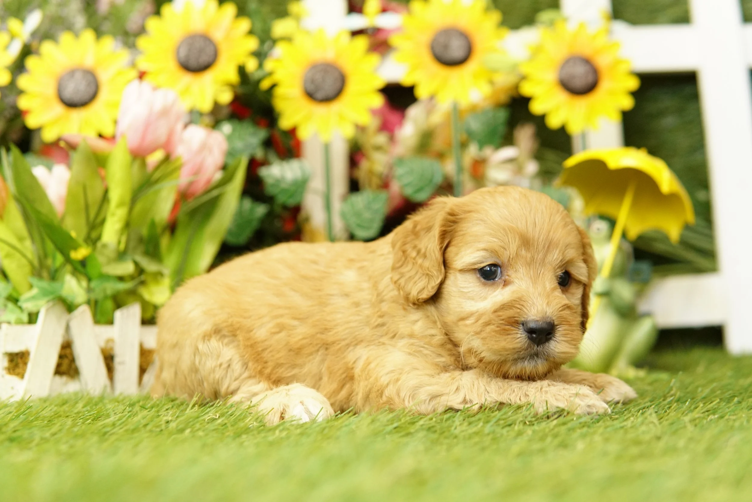 Cairn — Heritage Puppies