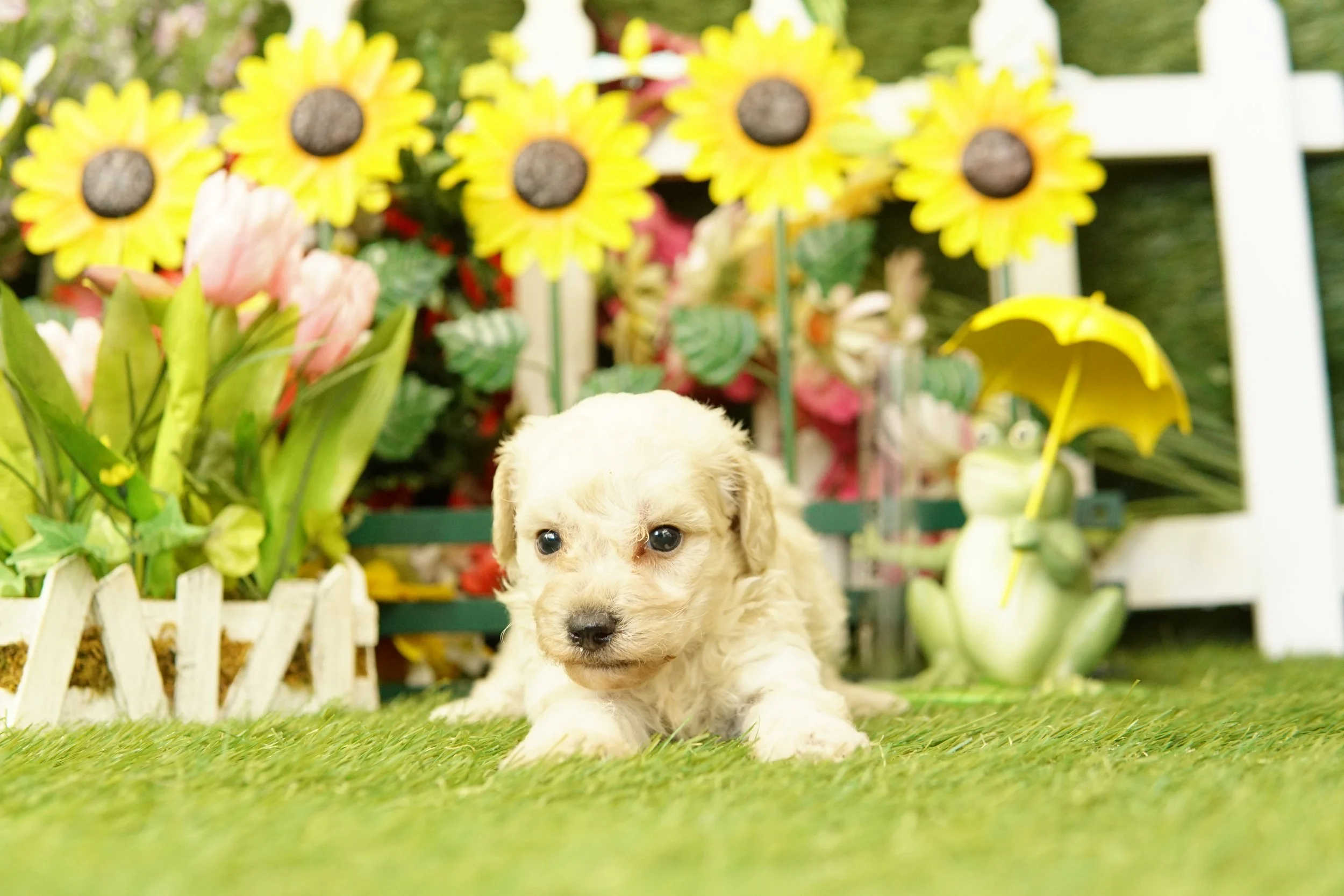 Pug/Chih — Heritage Puppies