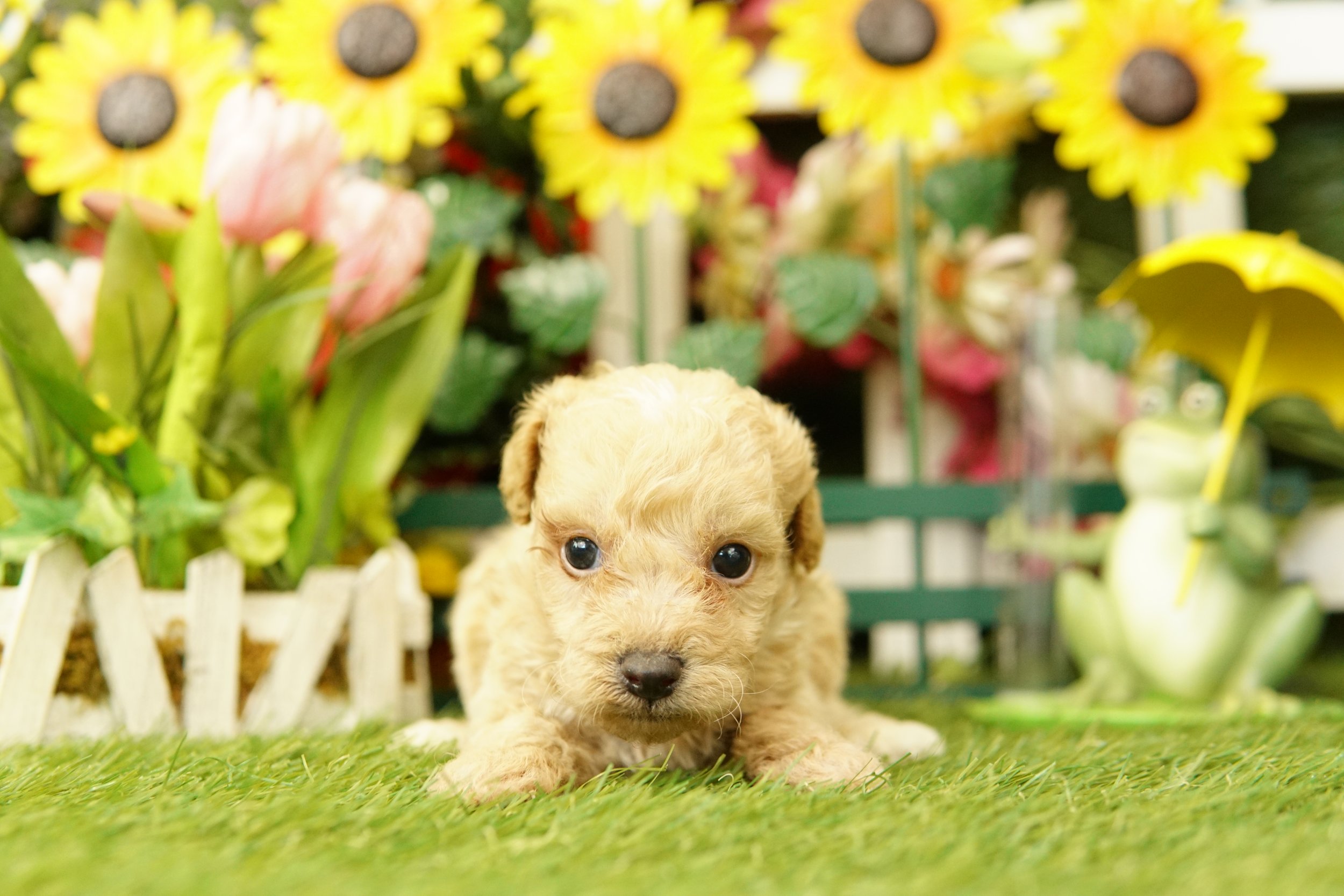 Pug/Chih — Heritage Puppies