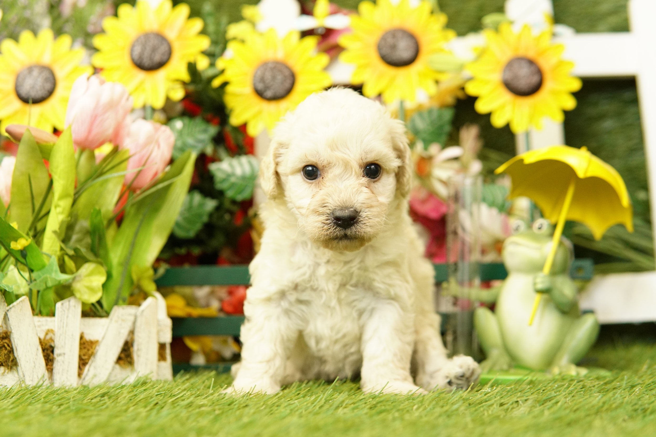 Pug/Chih — Heritage Puppies