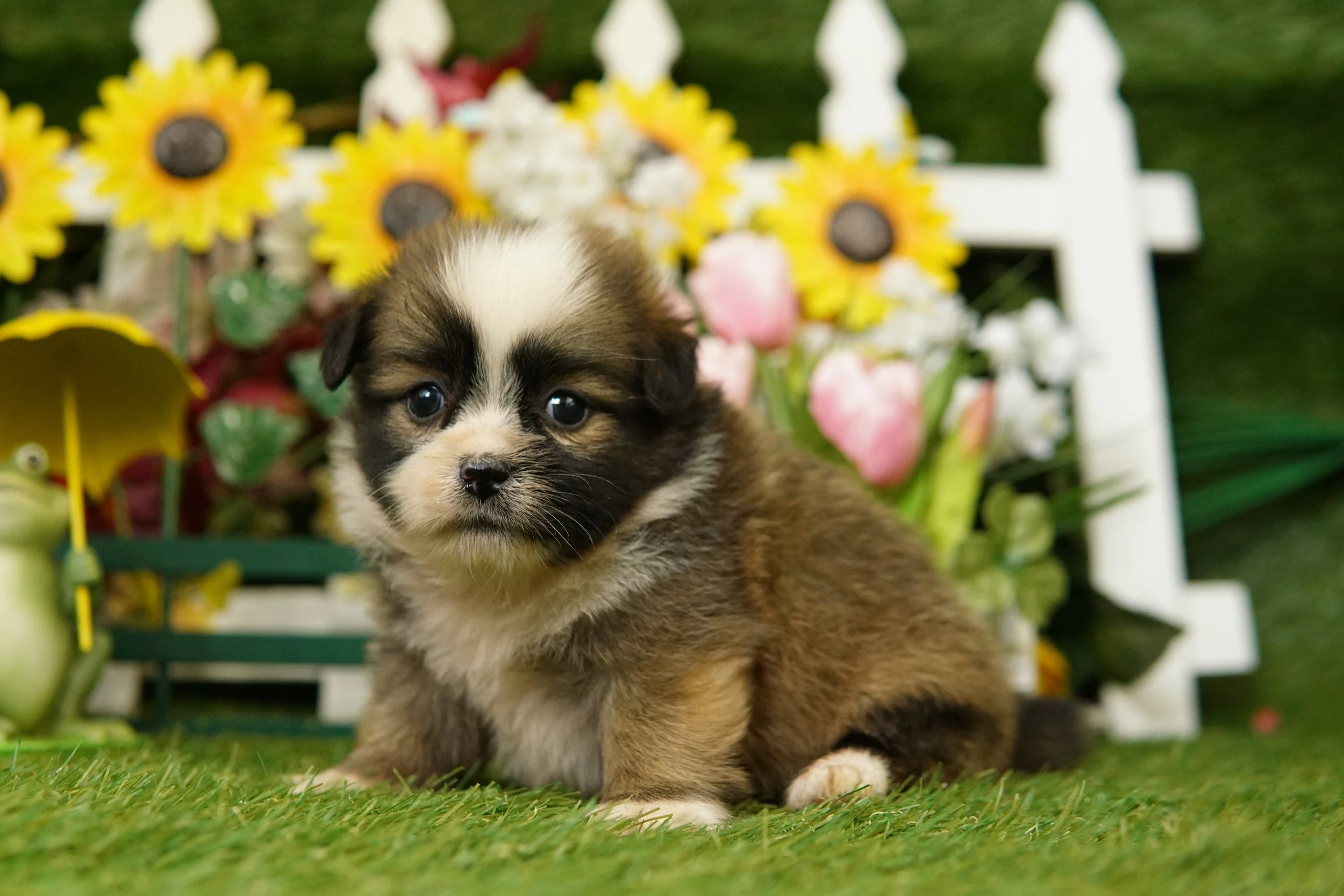 Bichon 2 — Heritage Puppies