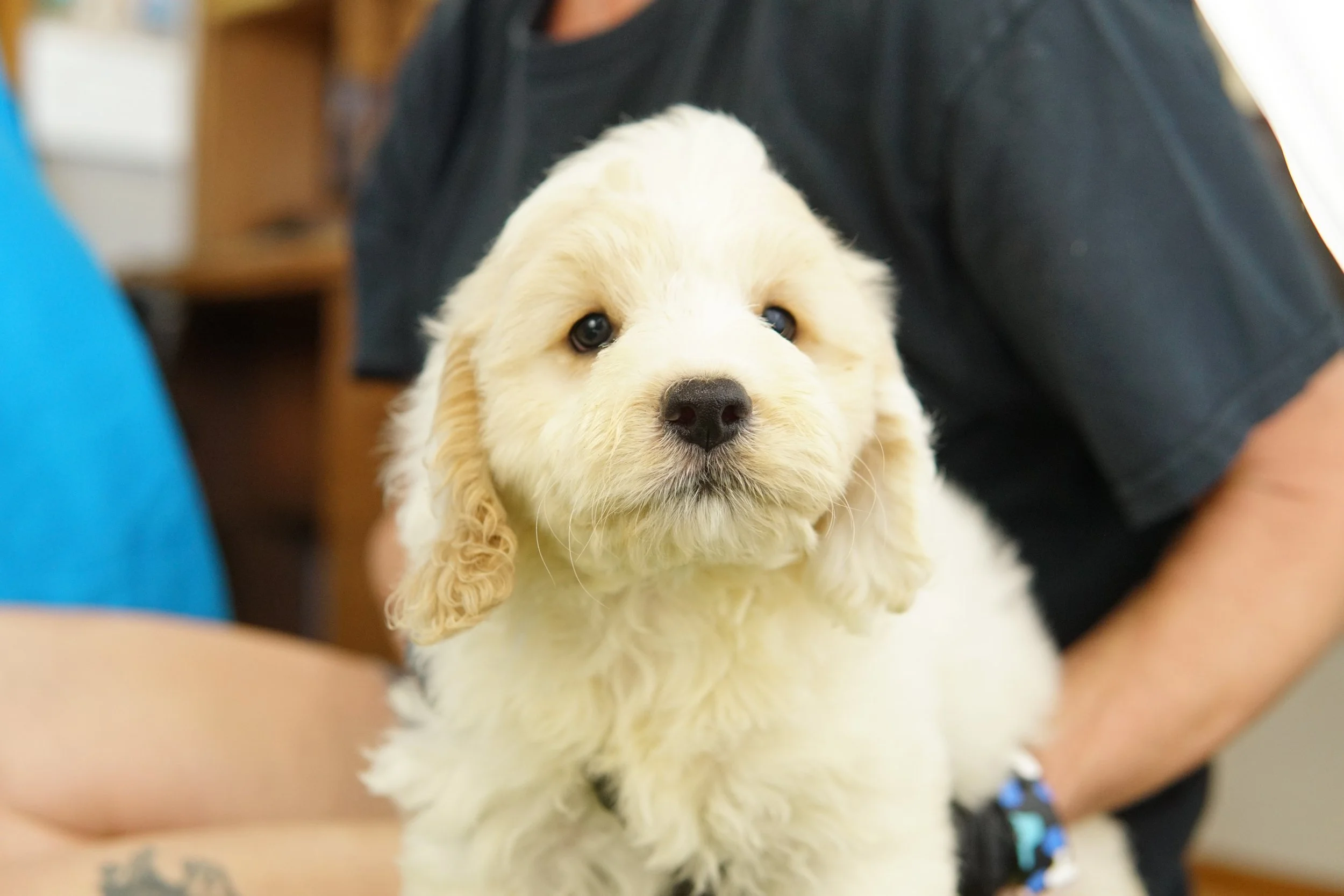 Cairn — Heritage Puppies