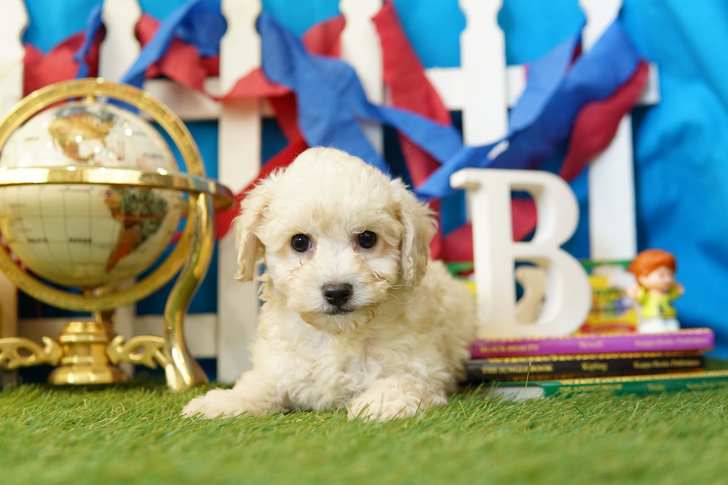 Pug/Chih — Heritage Puppies