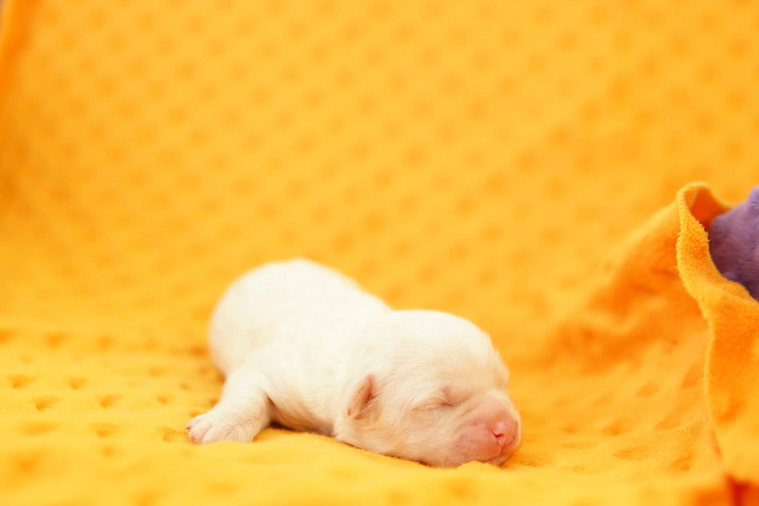 Cockapoo — Heritage Puppies